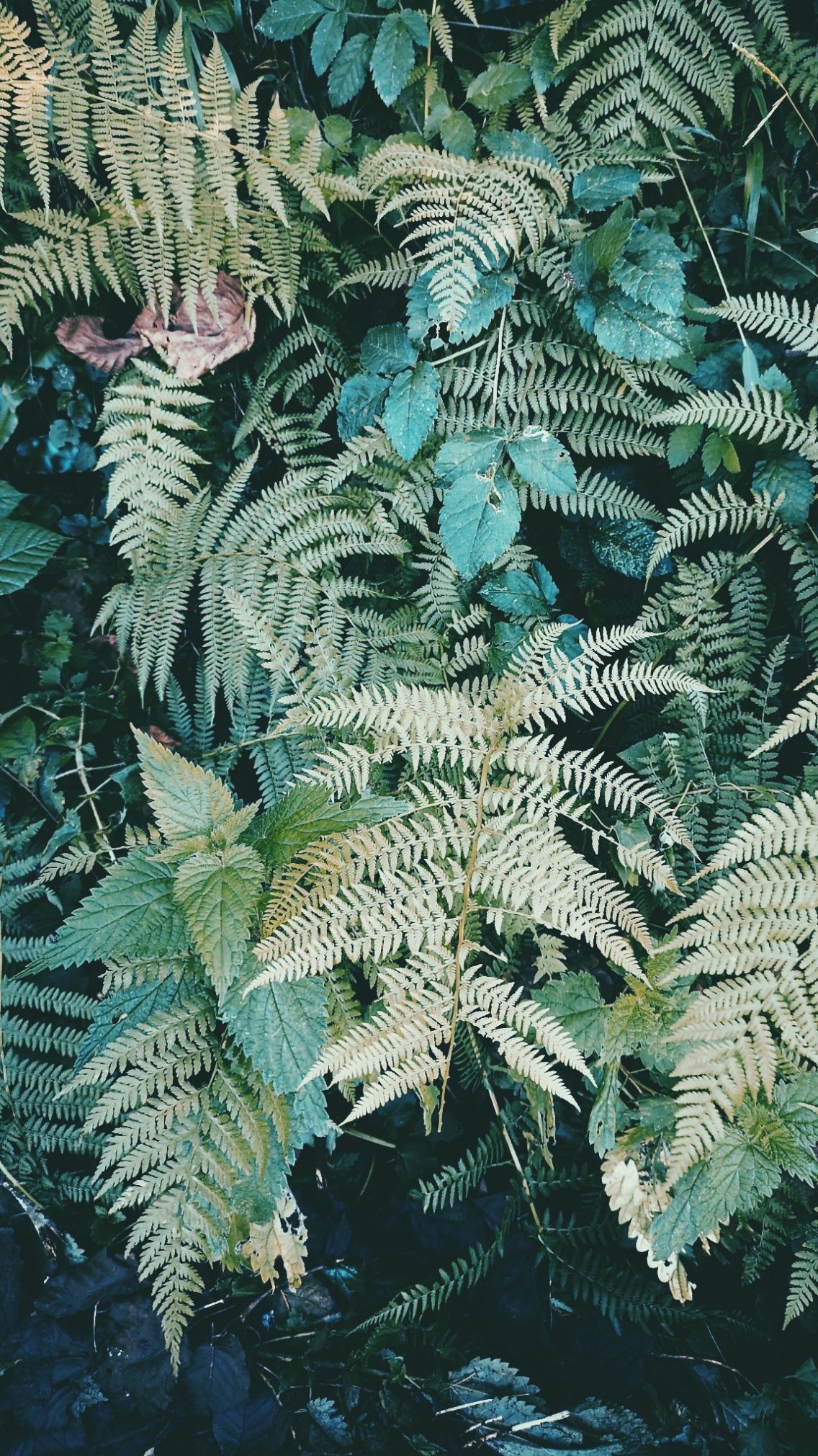 VSCO Nature Wallpapers - Wallpaper Cave