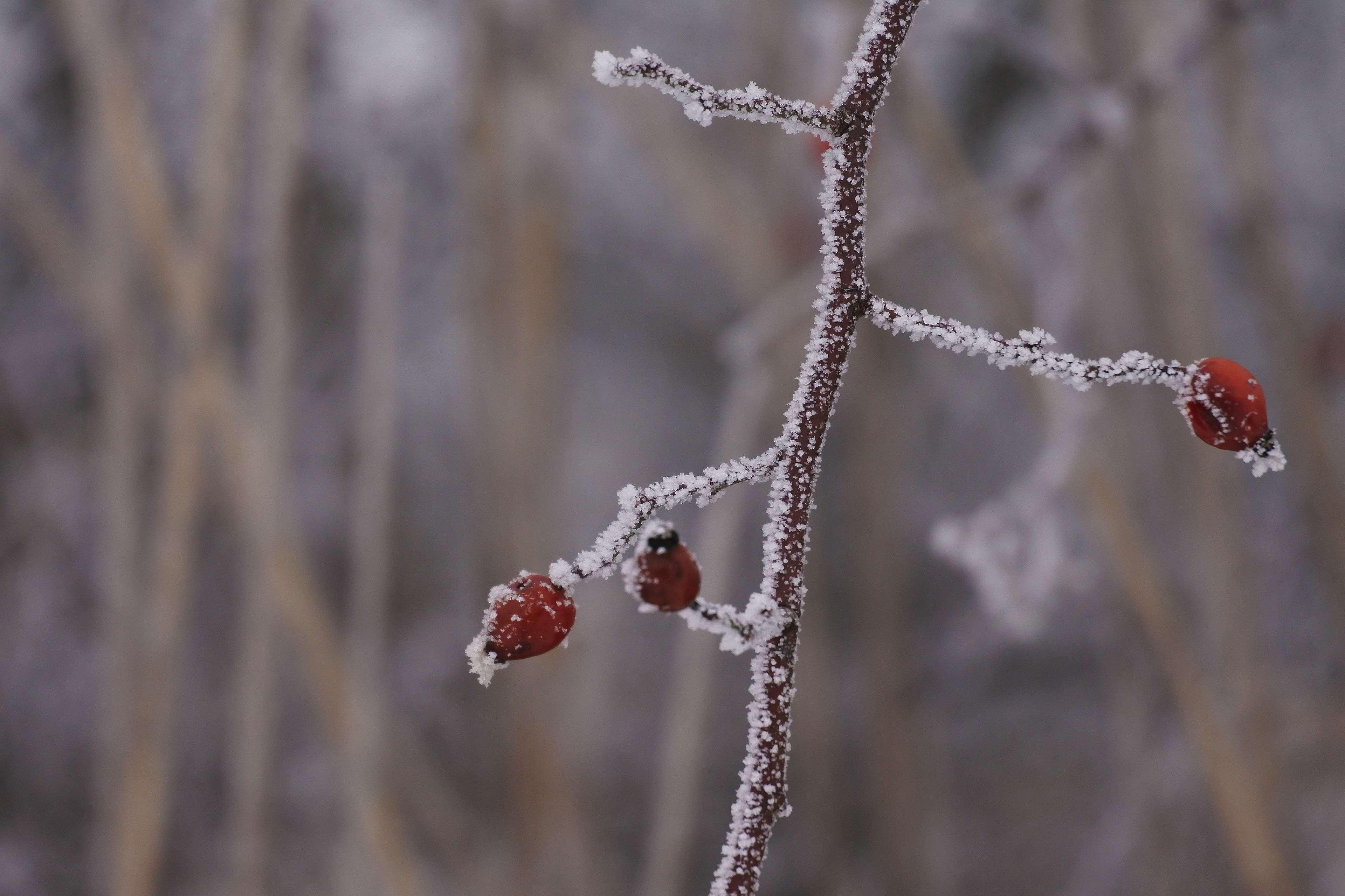 Macro Winter 4k Wallpapers - Wallpaper Cave
