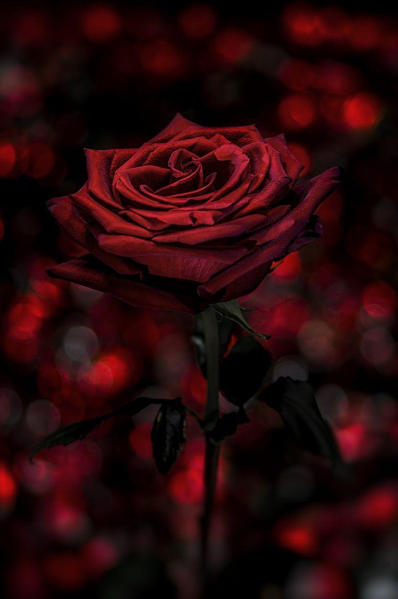 Red Passion Wallpapers Wallpaper Cave