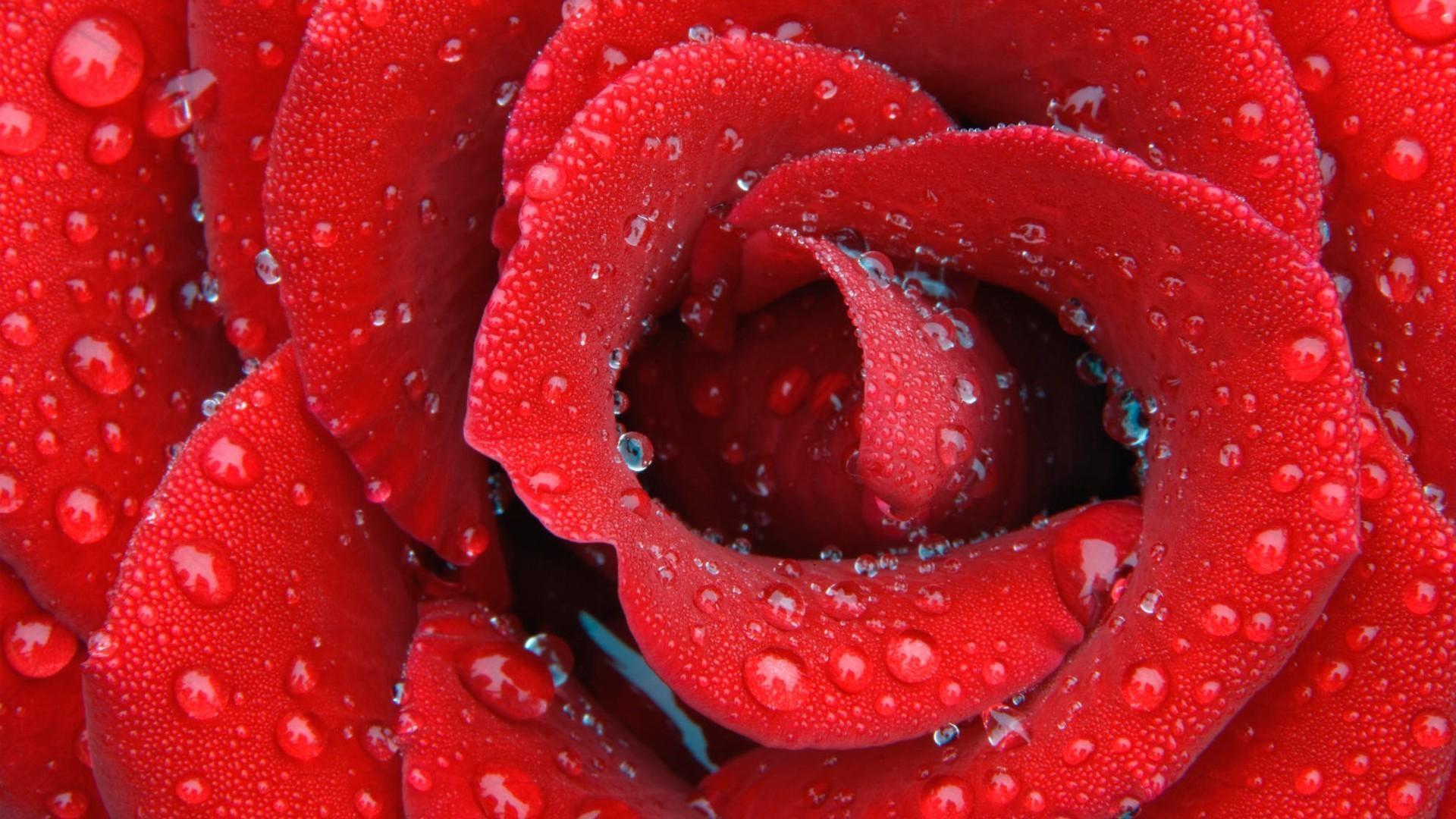 Red Passion Wallpapers - Wallpaper Cave