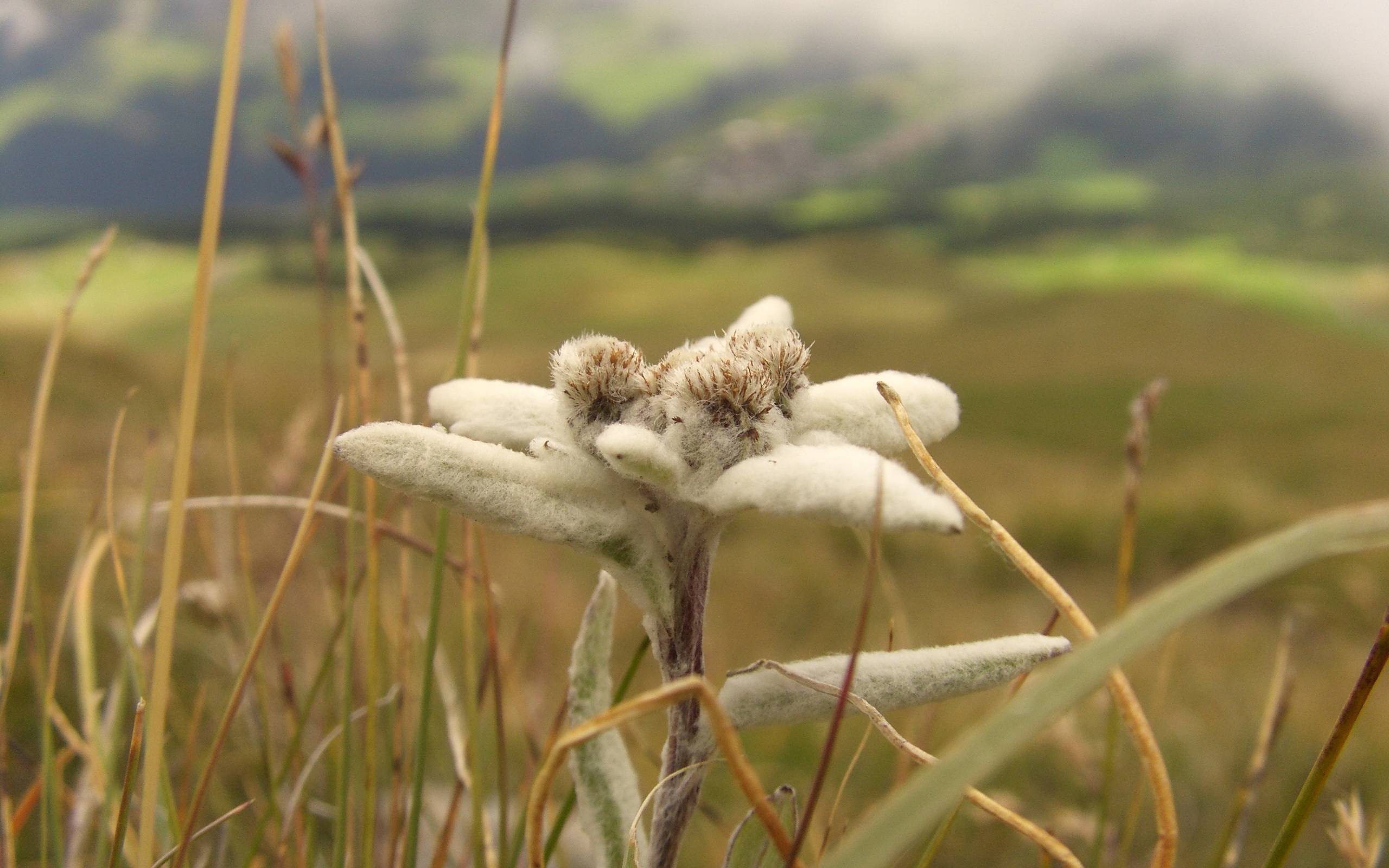Edelweiss Wallpapers - Wallpaper Cave