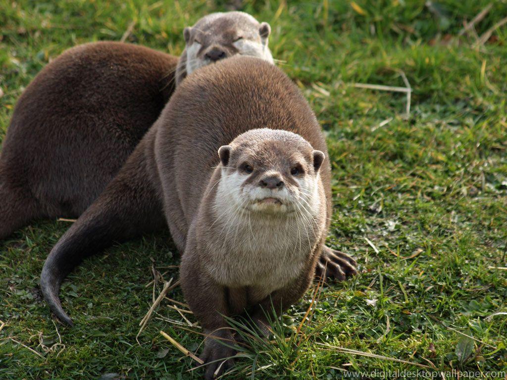 Nutria Wallpapers - Wallpaper Cave