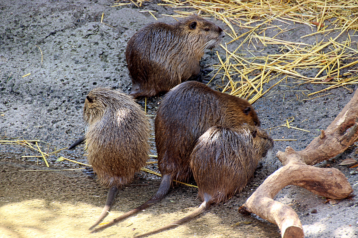 Nutria Wallpapers - Wallpaper Cave