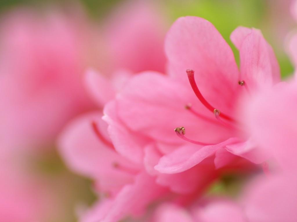Azaleas Wallpapers - Wallpaper Cave