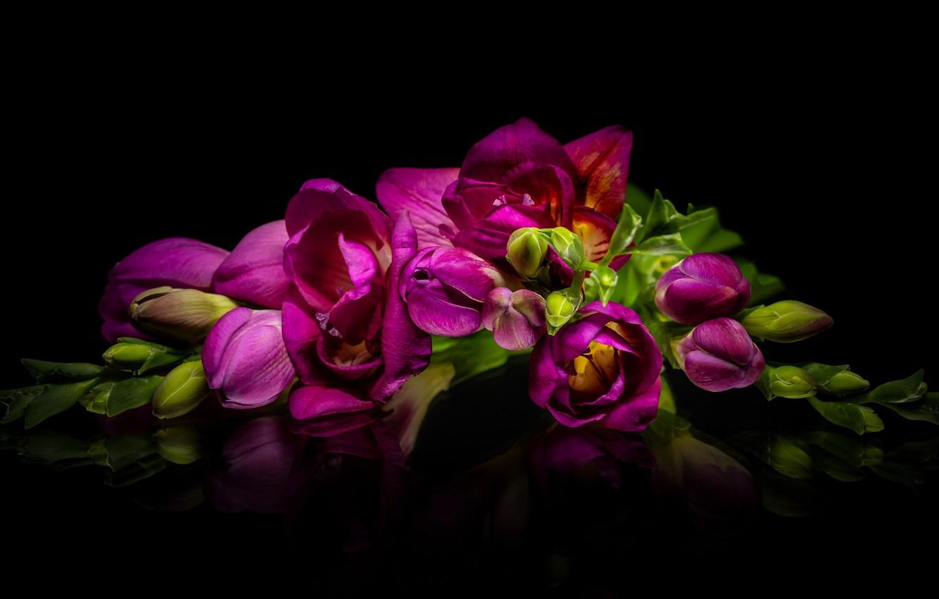 Freesias Wallpapers - Wallpaper Cave