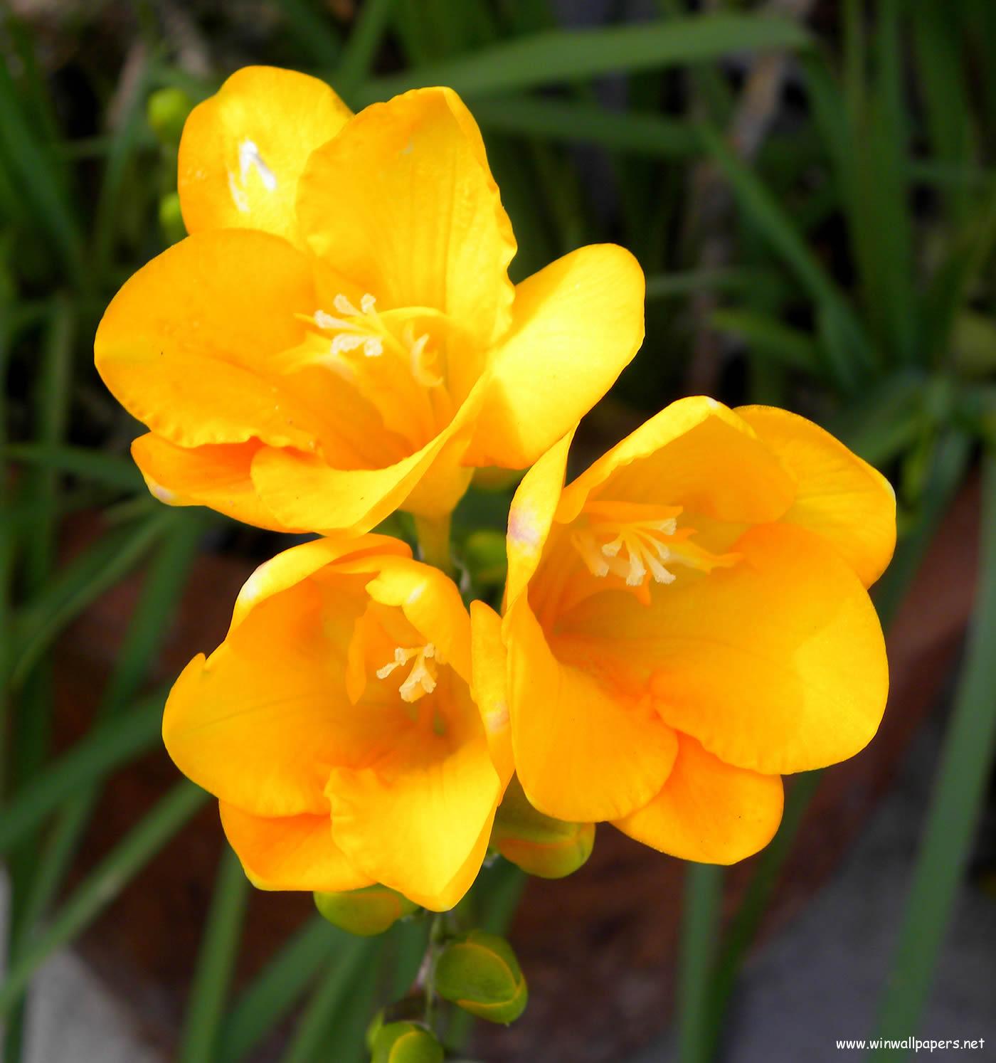 Freesias Wallpapers - Wallpaper Cave