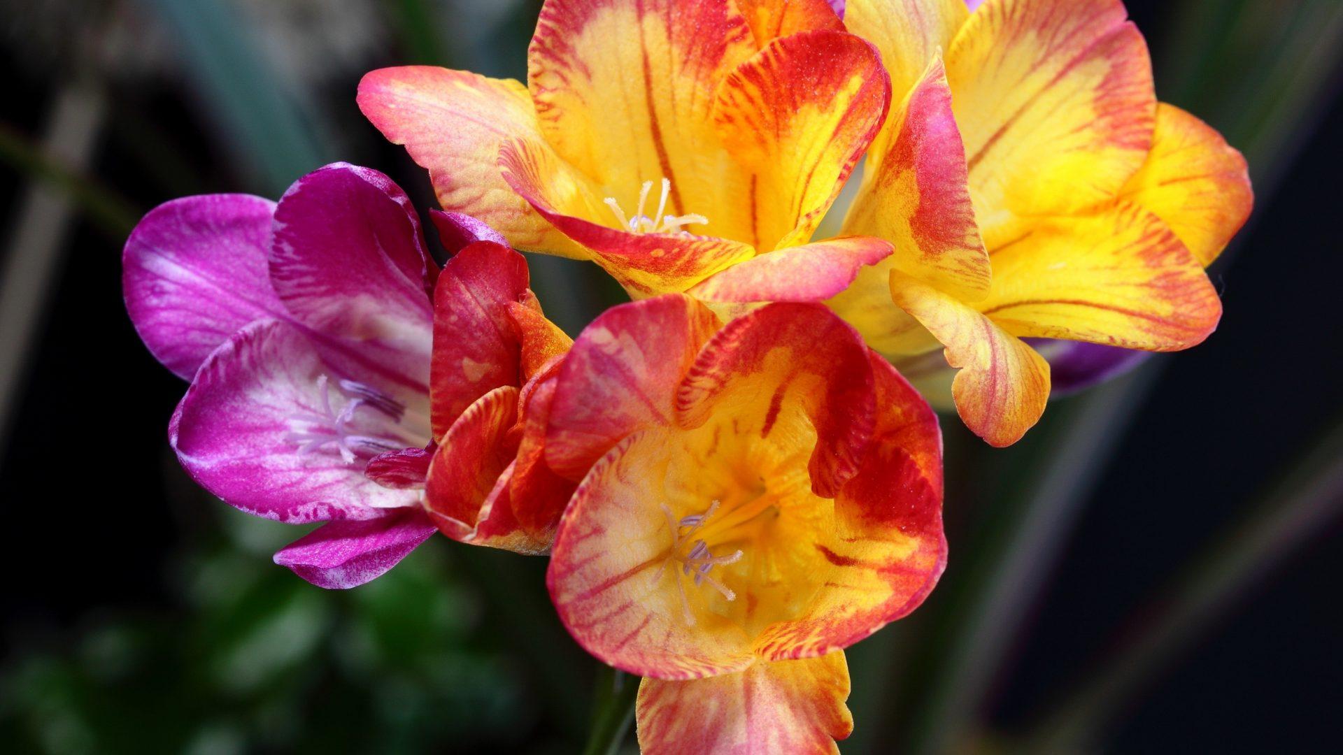 Freesias Wallpapers - Wallpaper Cave