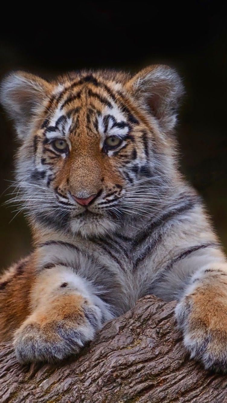Pups Tigers Wallpapers - Wallpaper Cave