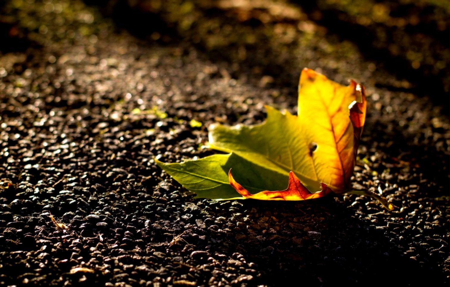 Lovely Autumn Pathway Wallpapers - Wallpaper Cave