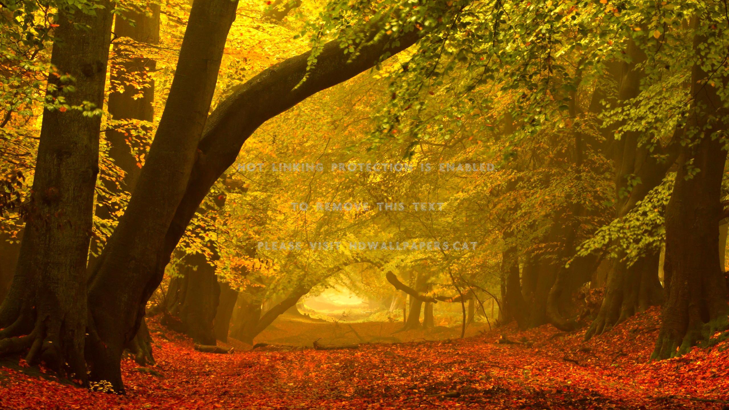 Lovely Autumn Pathway Wallpapers - Wallpaper Cave