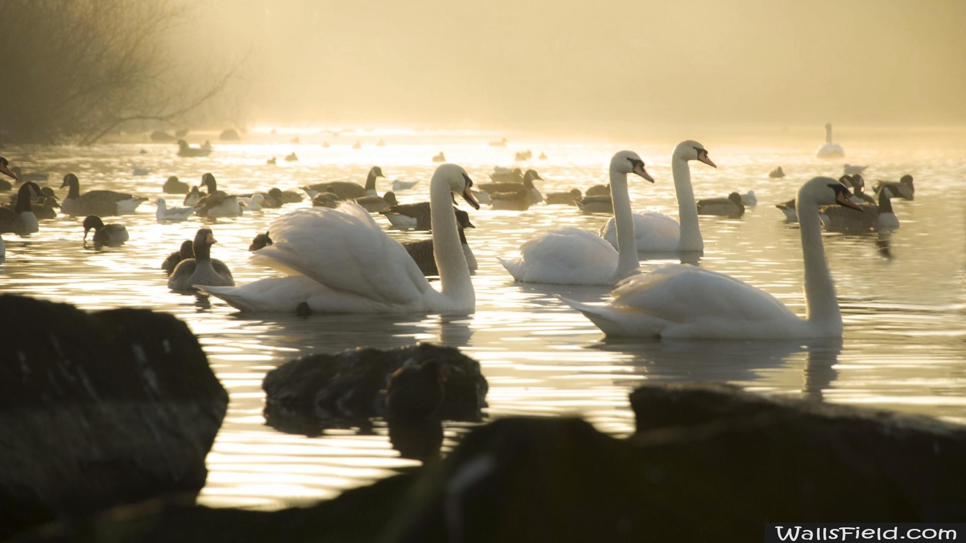 Misty Morning Wallpapers - Wallpaper Cave