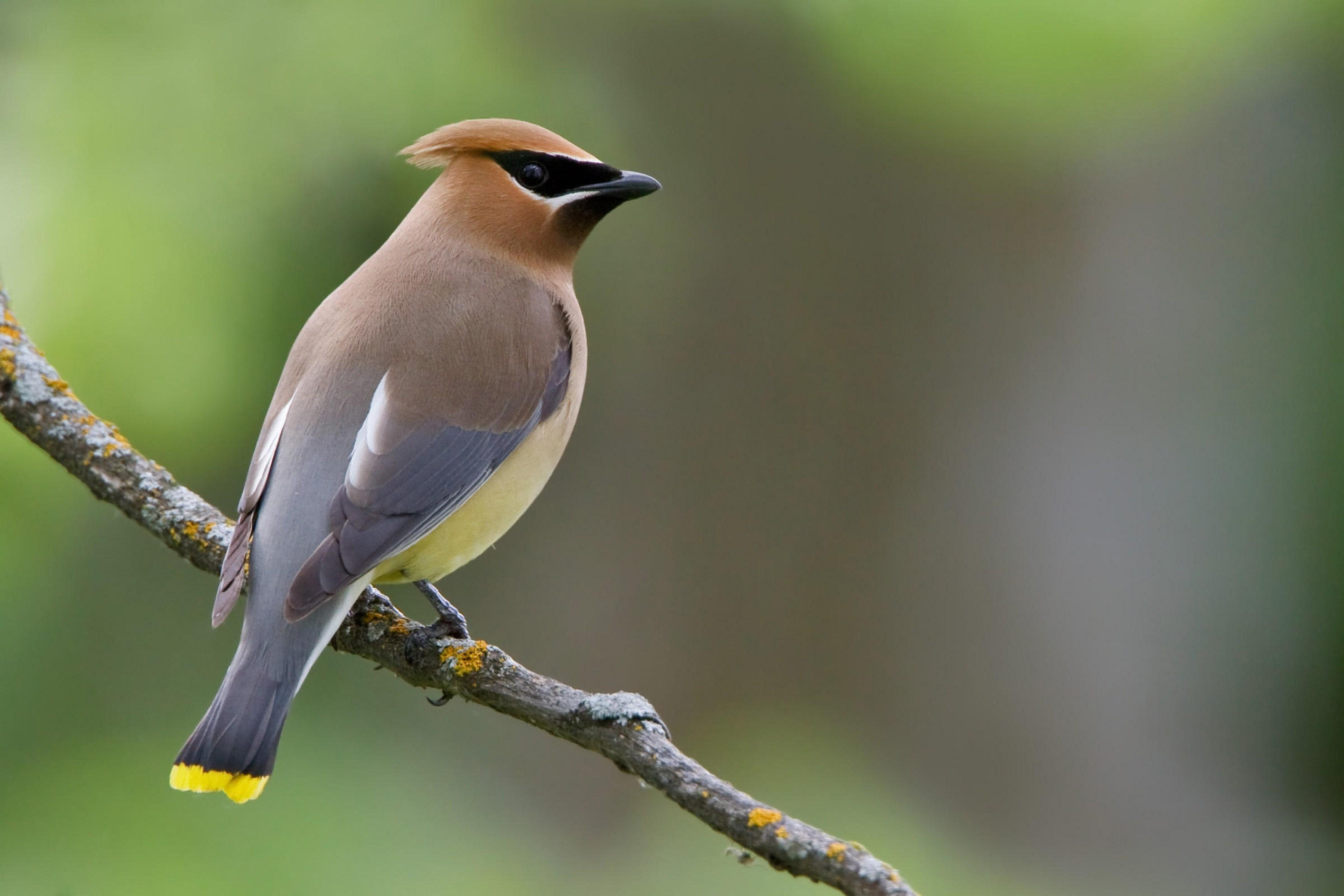 Cedar Waxwings Wallpapers Wallpaper Cave
