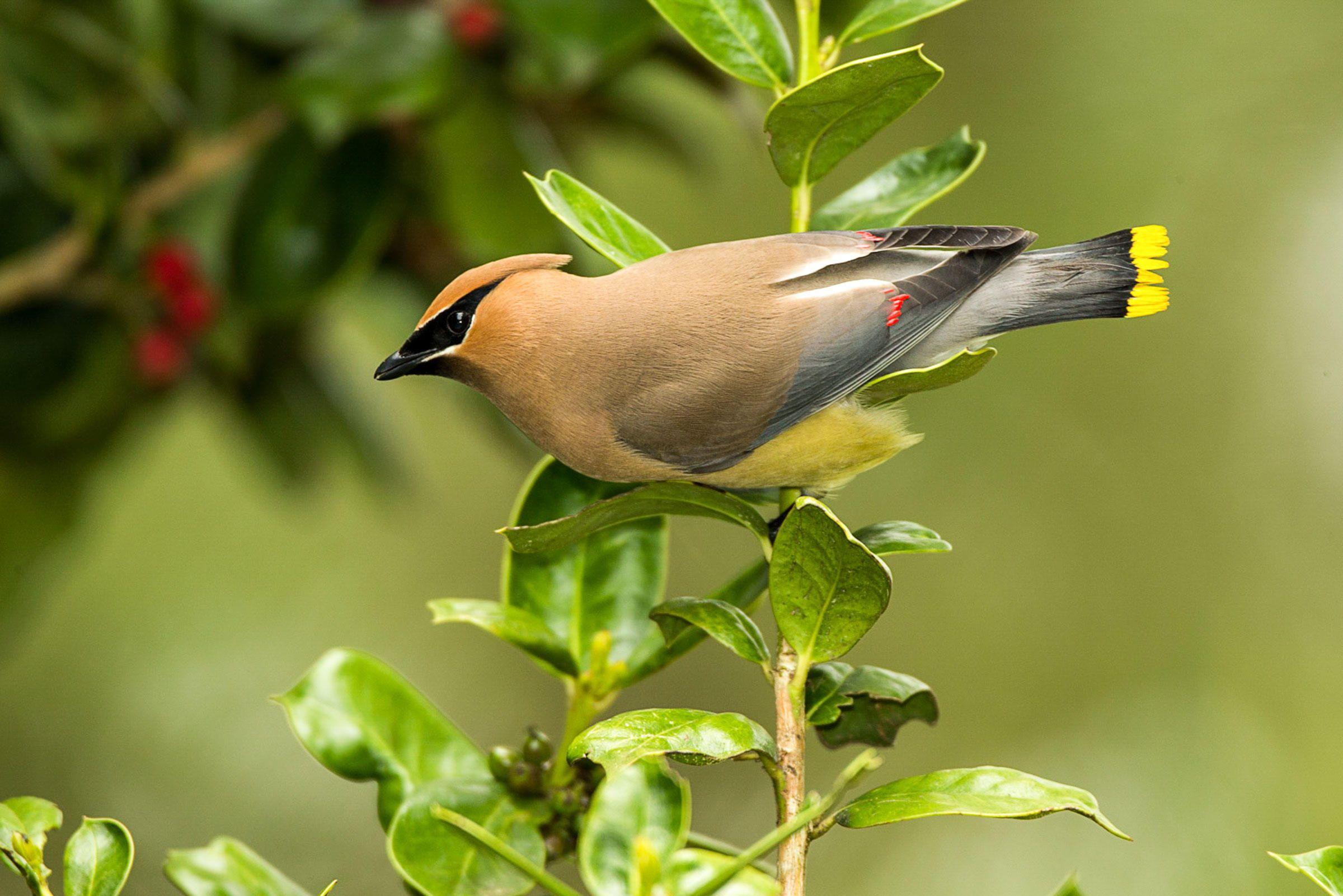 Cedar Waxwings Wallpapers - Wallpaper Cave