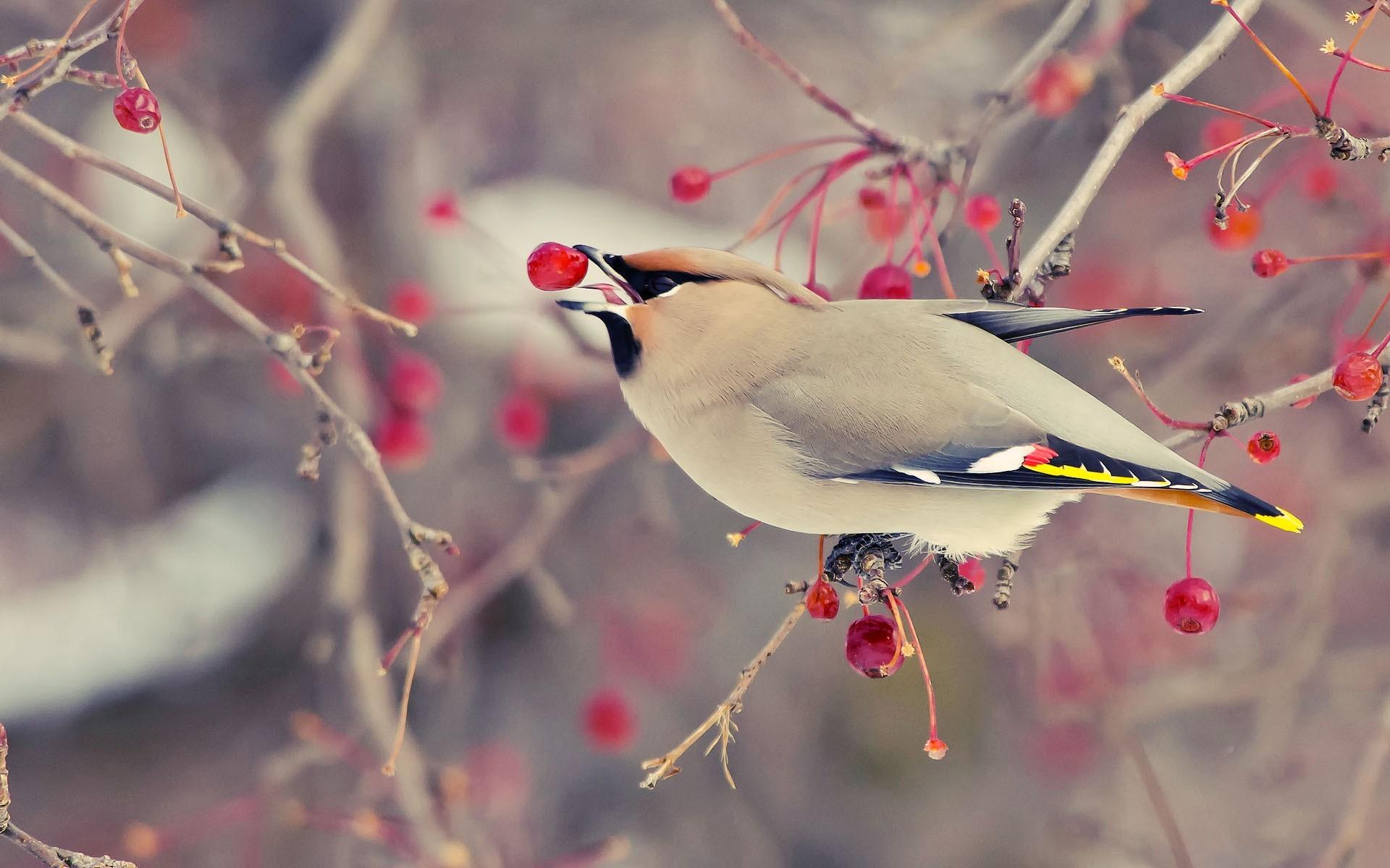 Waxwing Wallpapers - Wallpaper Cave