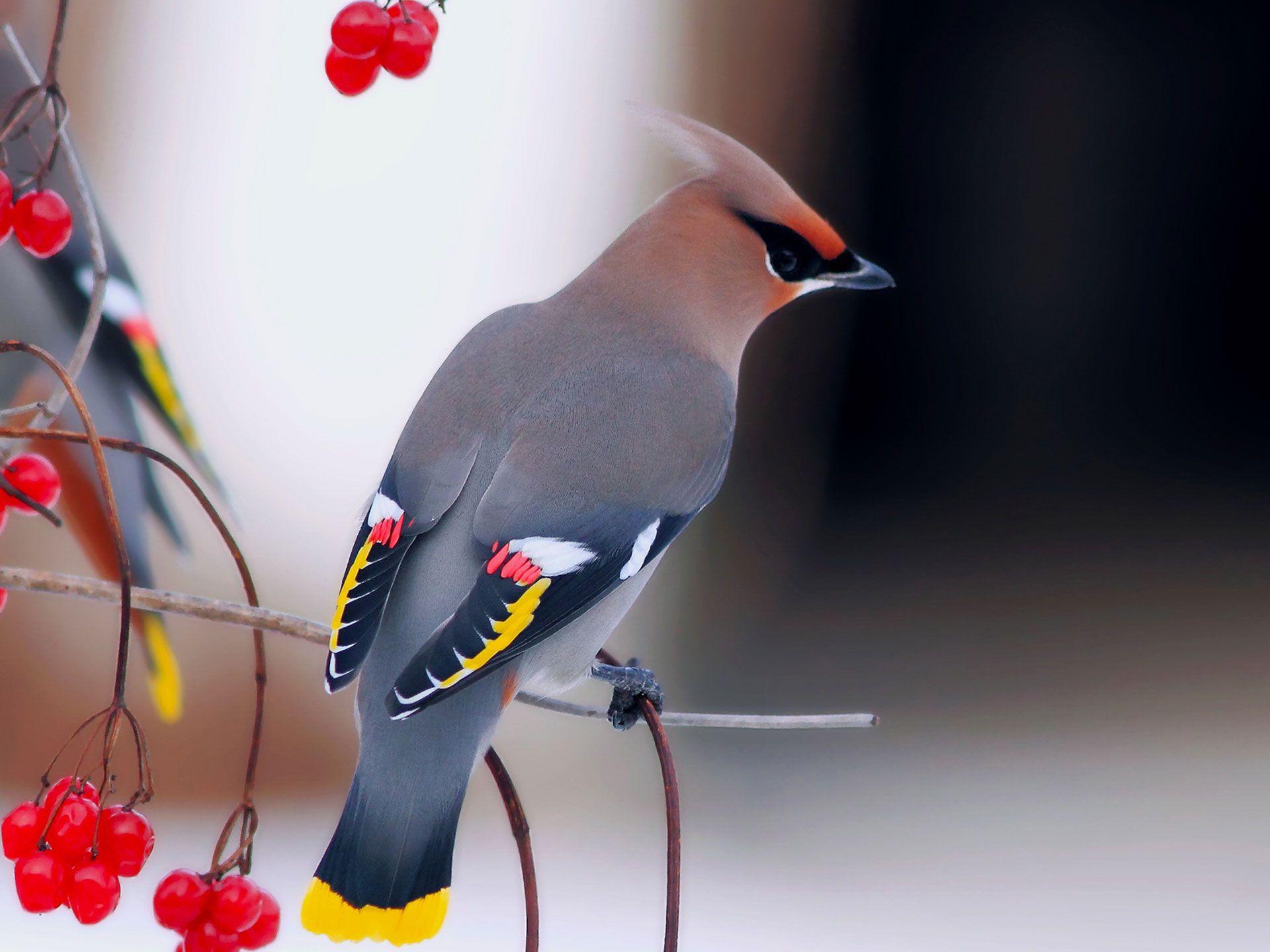 Cedar Waxwings Wallpapers - Wallpaper Cave