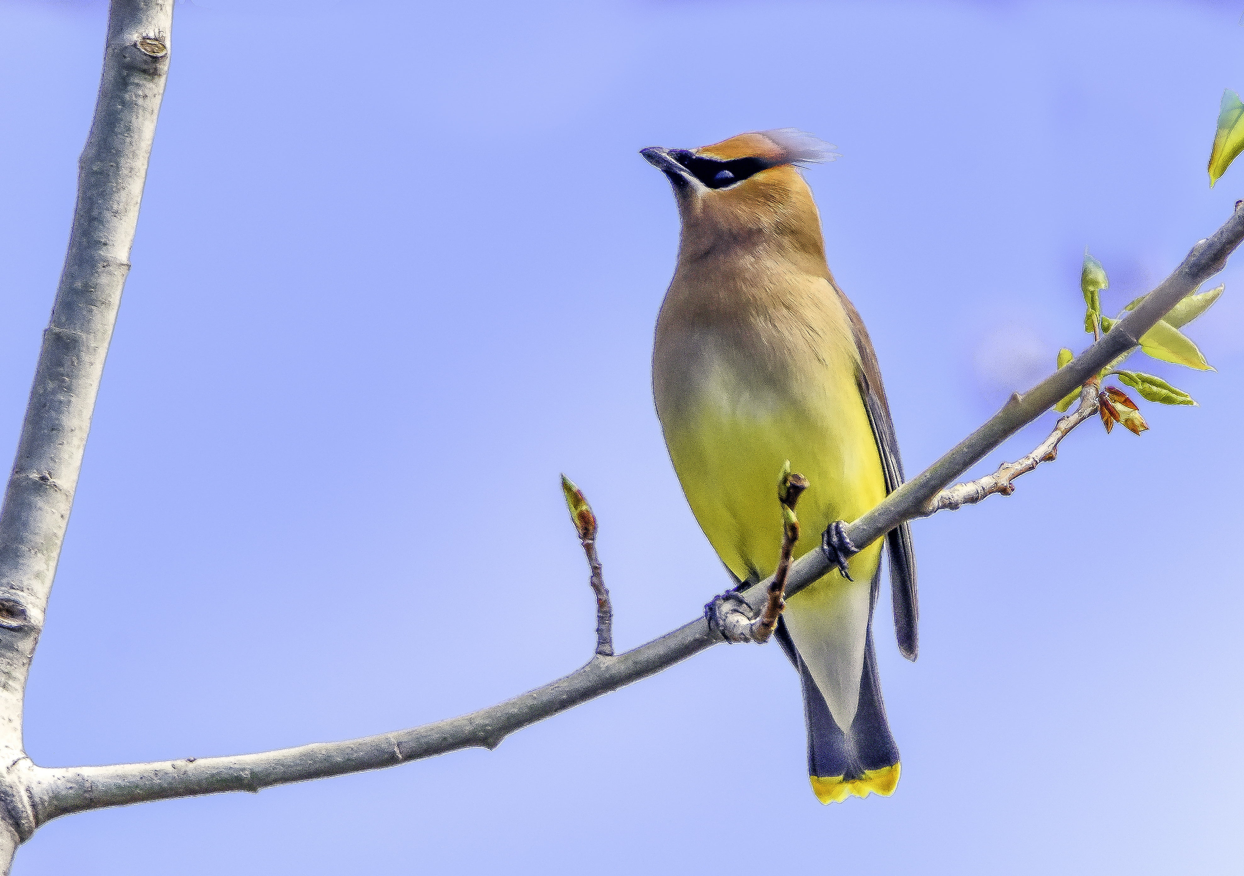 Cedar Waxwings Wallpapers - Wallpaper Cave