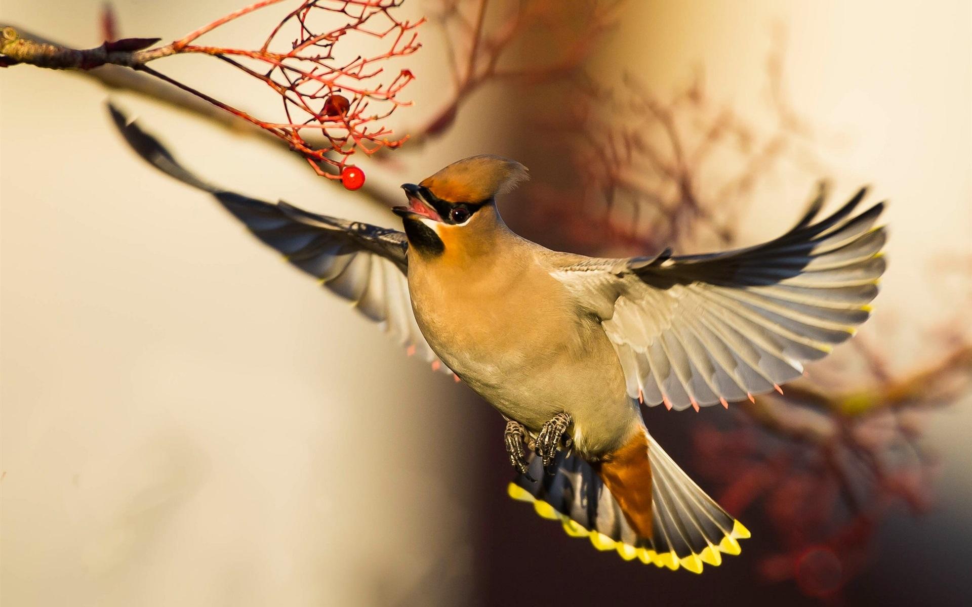 Cedar Waxwings Wallpapers - Wallpaper Cave