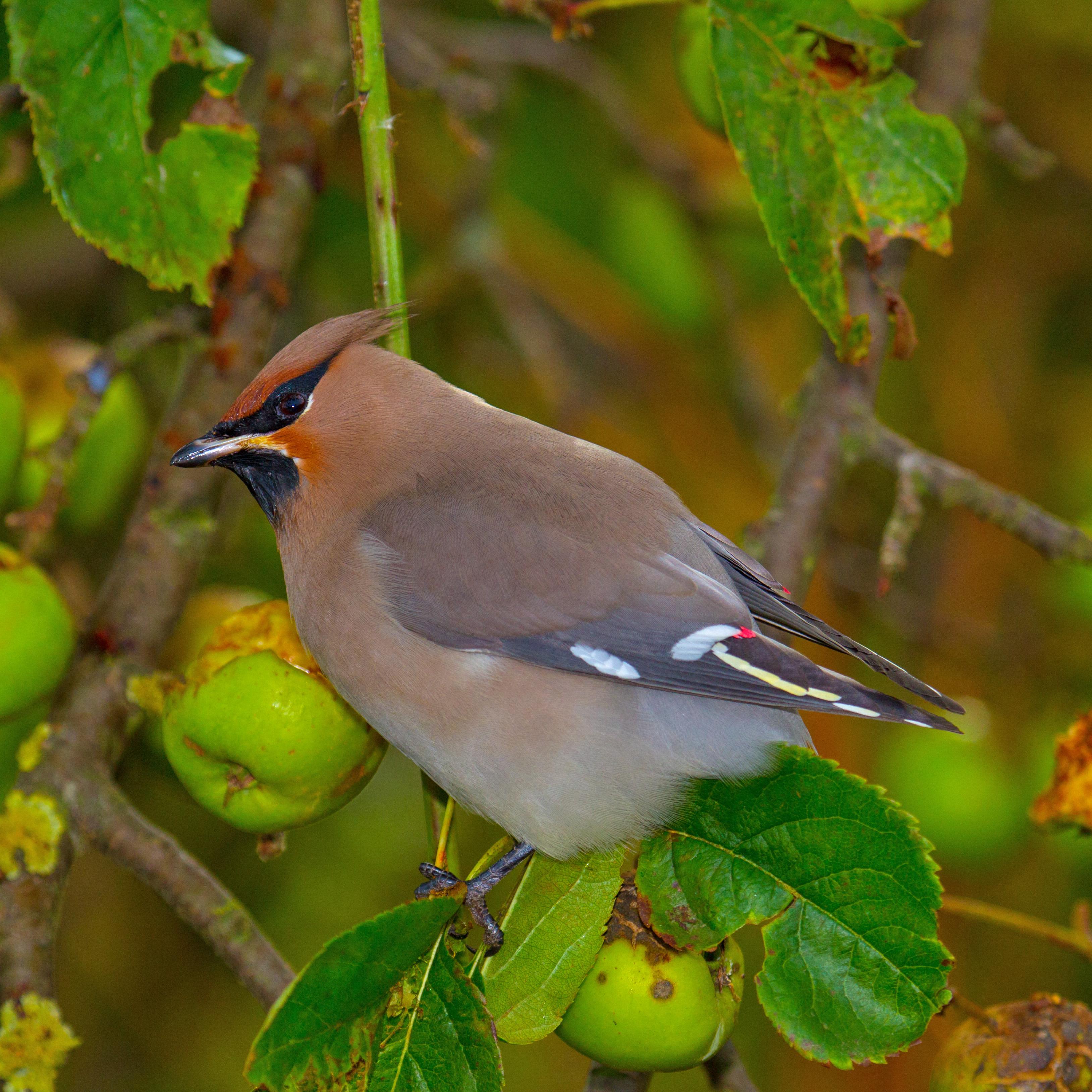 Cedar Waxwings Wallpapers - Wallpaper Cave
