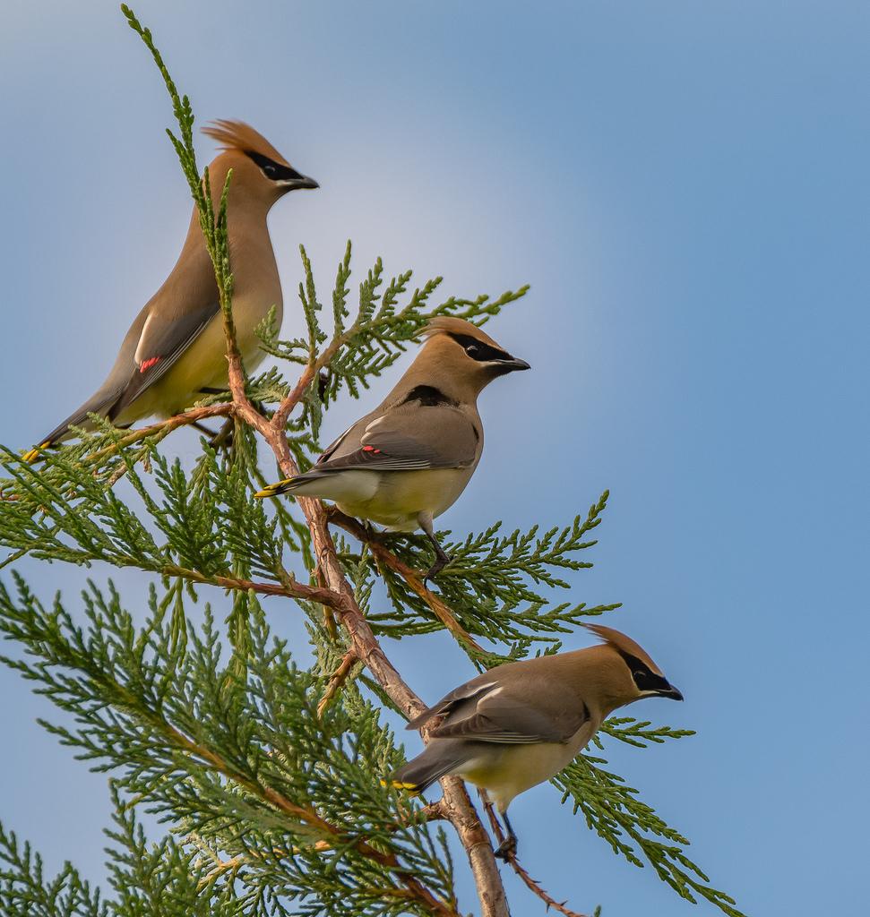 Cedar Waxwings Wallpapers - Wallpaper Cave