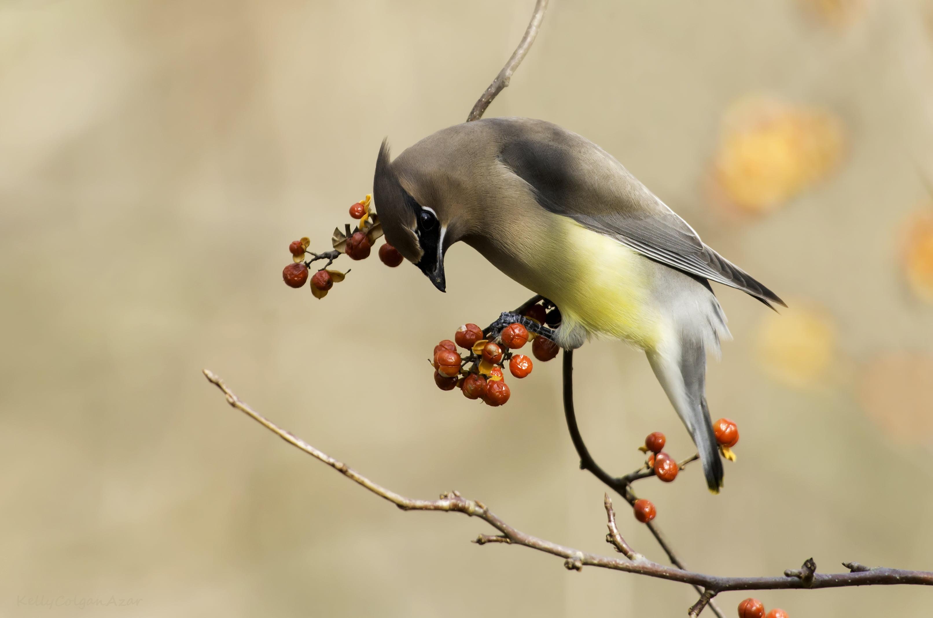 Cedar Waxwings Wallpapers - Wallpaper Cave