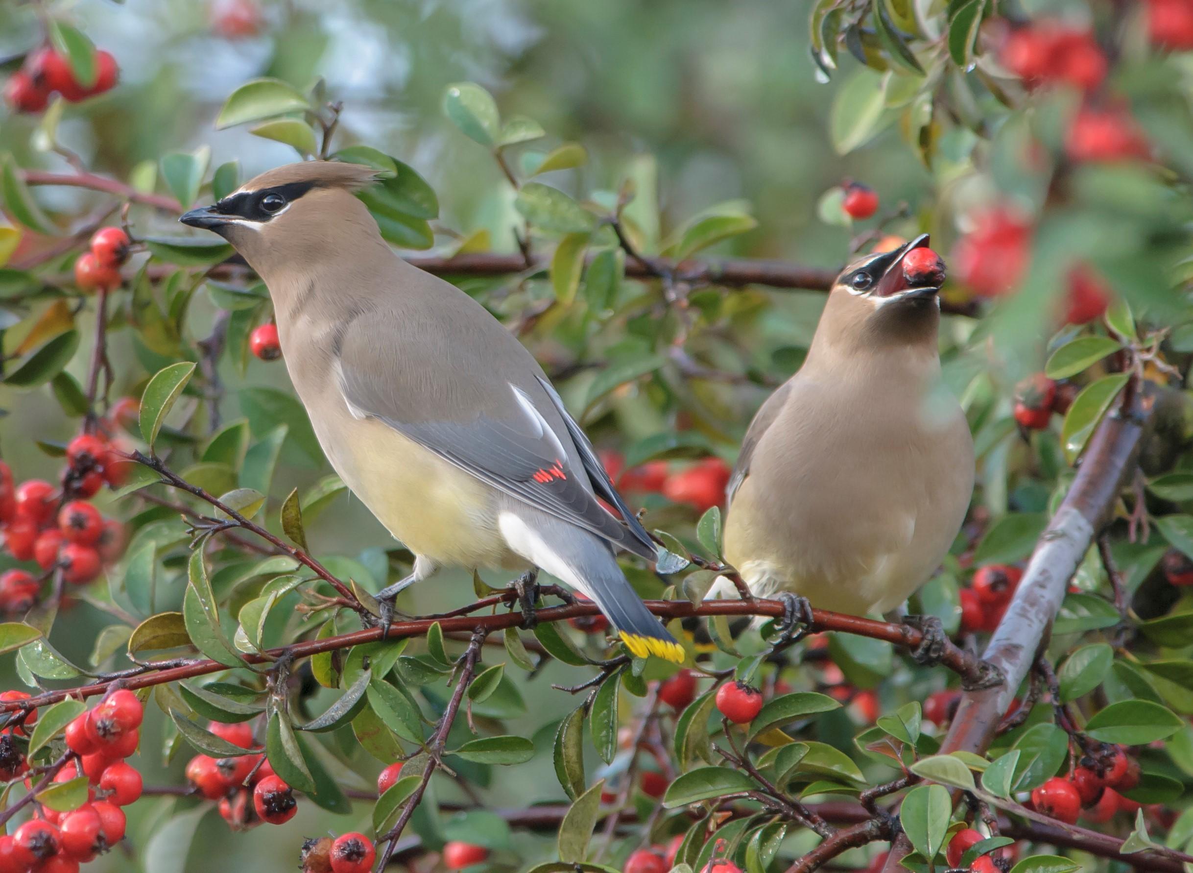 Cedar Waxwings Wallpapers - Wallpaper Cave