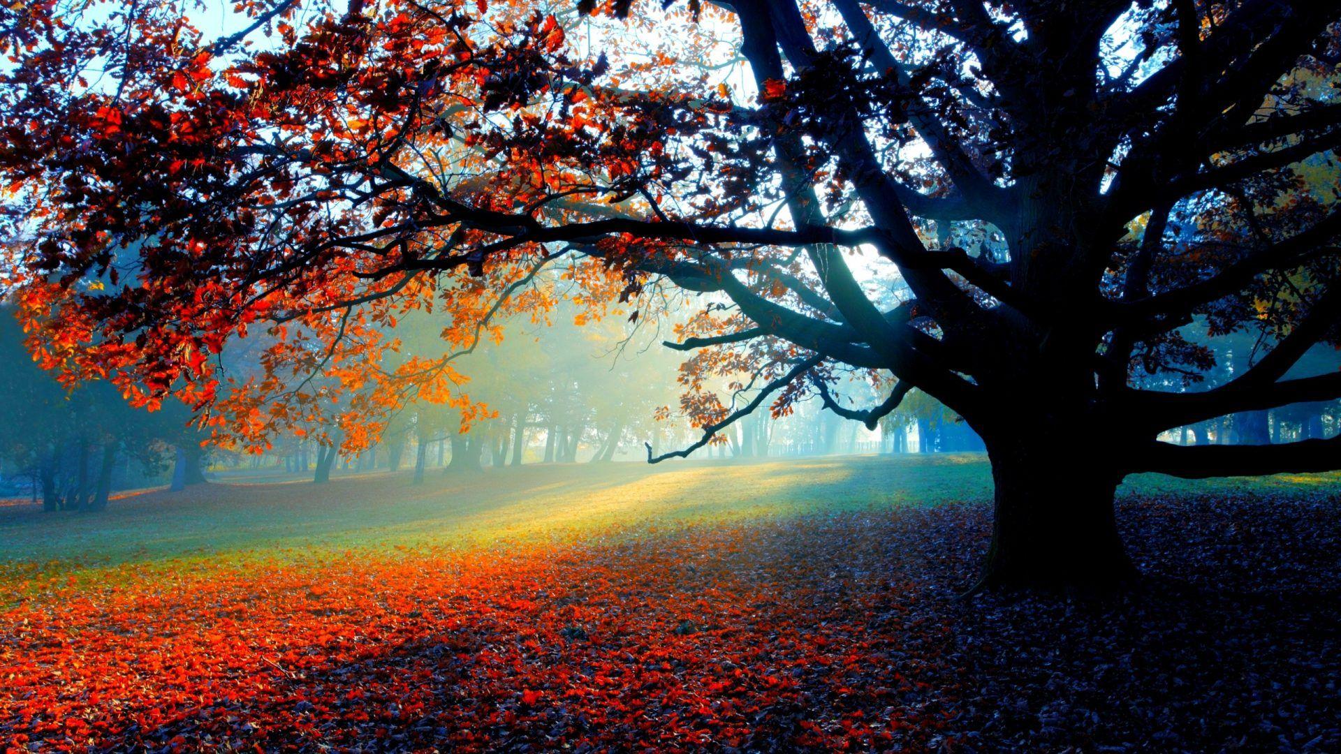 Morning Autumn Forest Wallpapers - Wallpaper Cave
