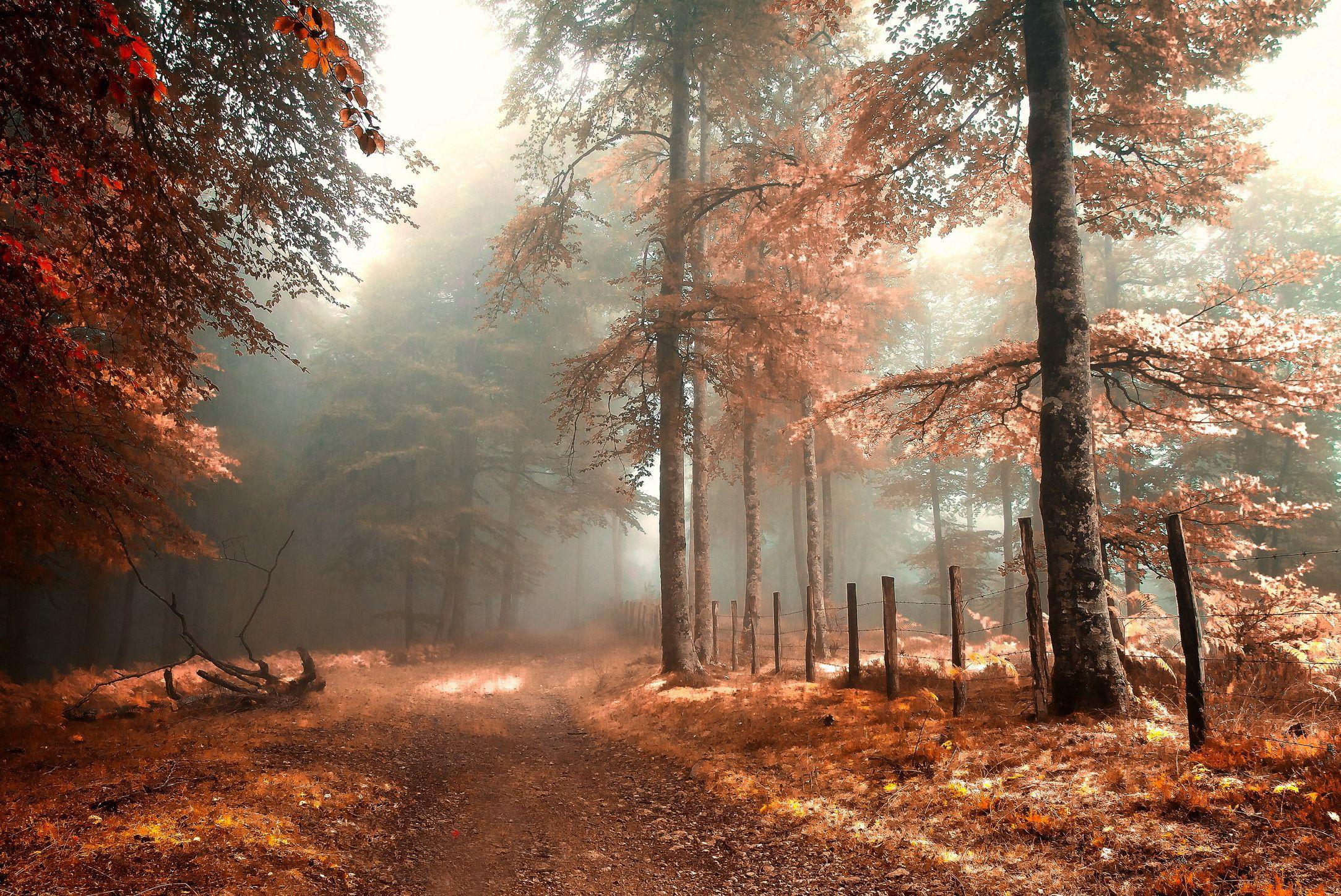 Morning Autumn Forest Wallpapers - Wallpaper Cave