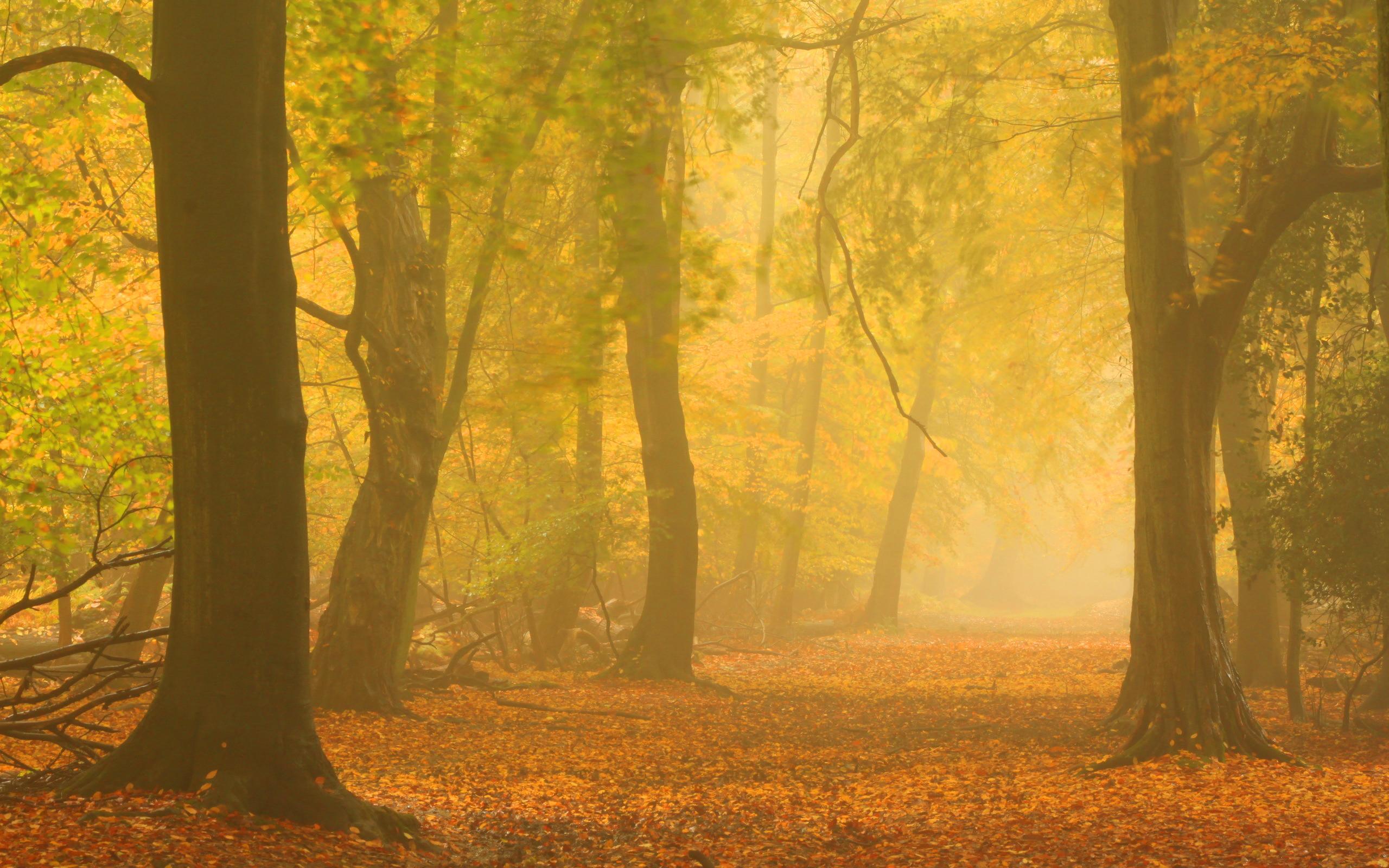 Morning Autumn Forest Wallpapers - Wallpaper Cave