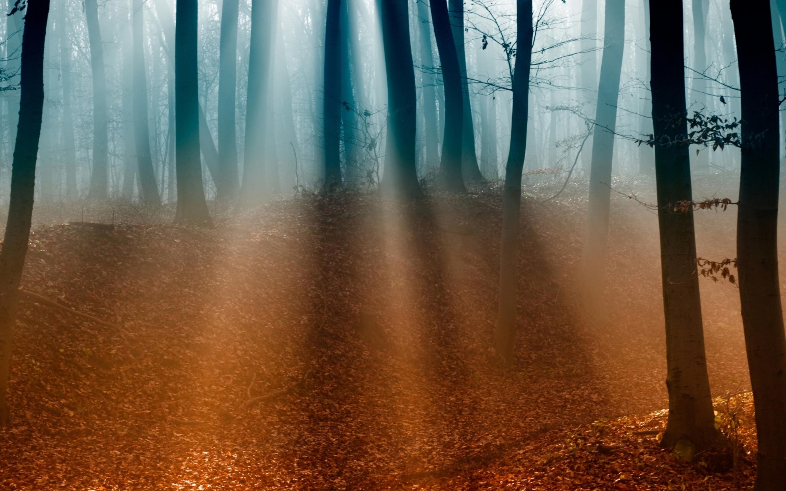 Morning Autumn Forest Wallpapers - Wallpaper Cave