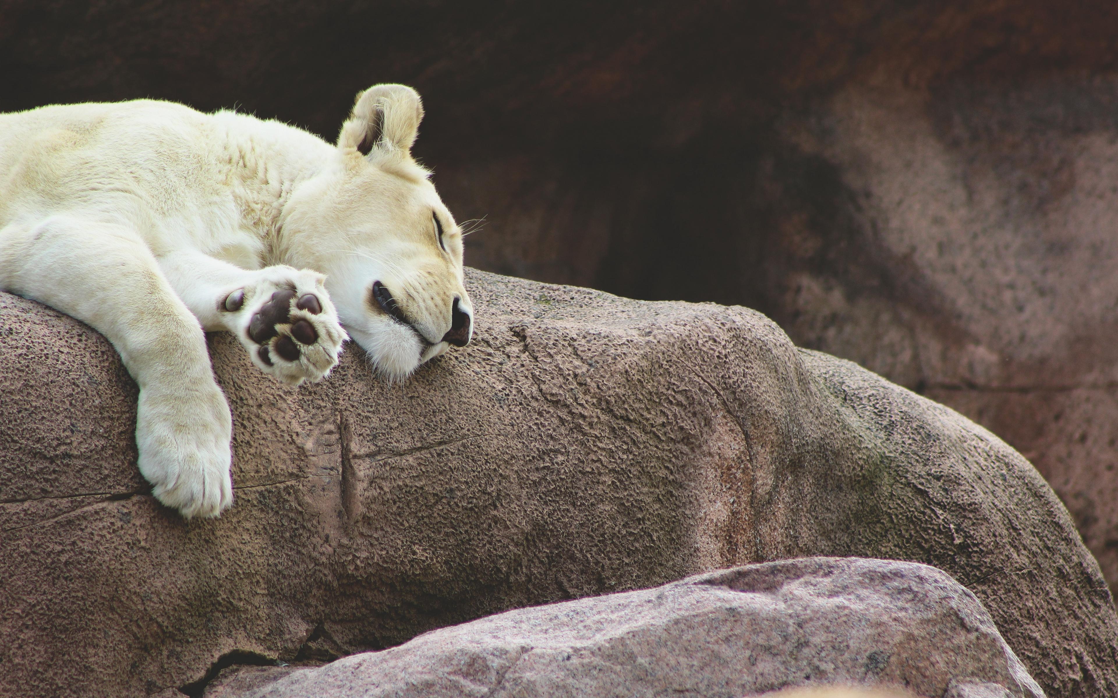 Asleep Wallpapers - Wallpaper Cave