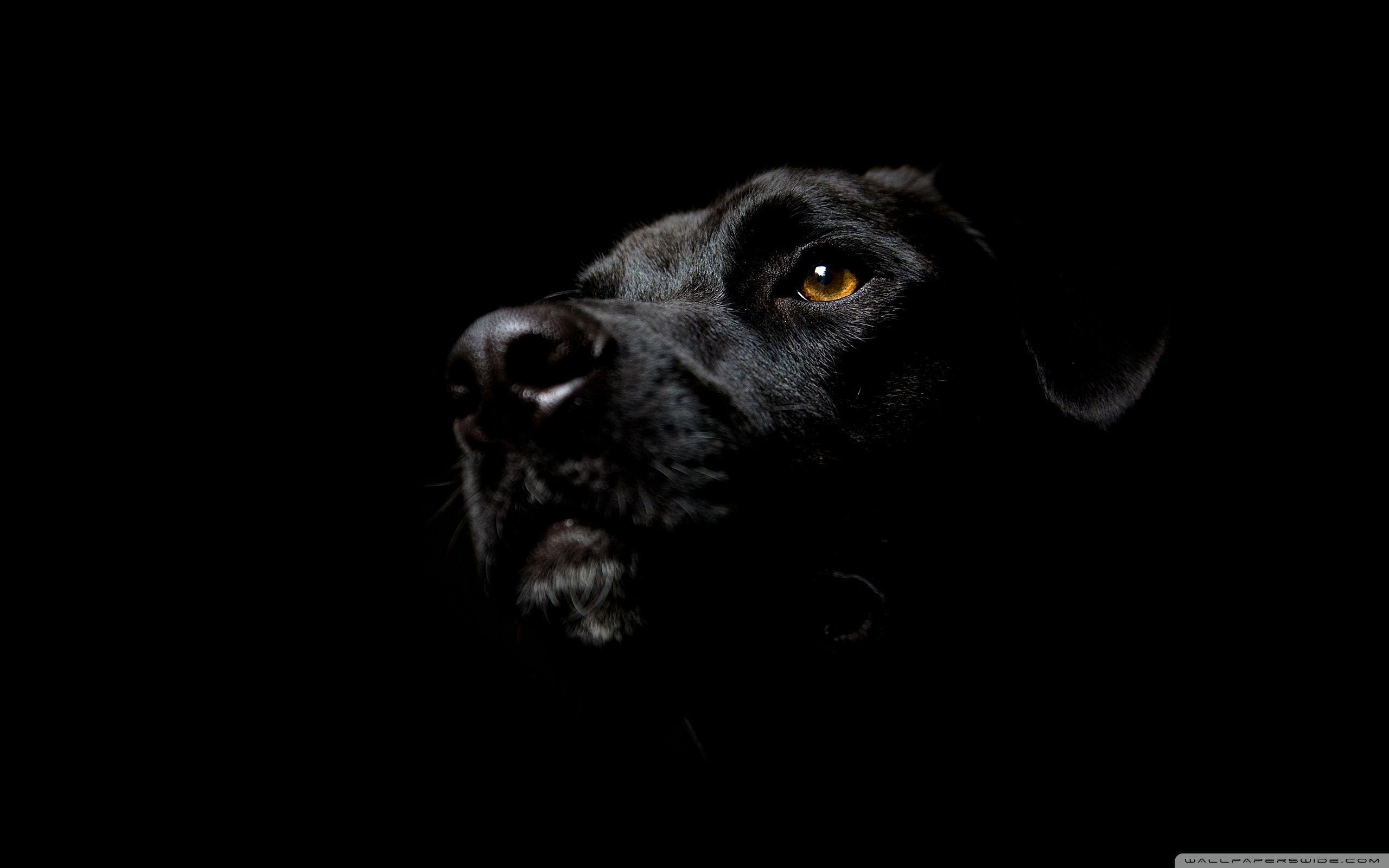 Black Dog HD Wallpapers - Wallpaper Cave