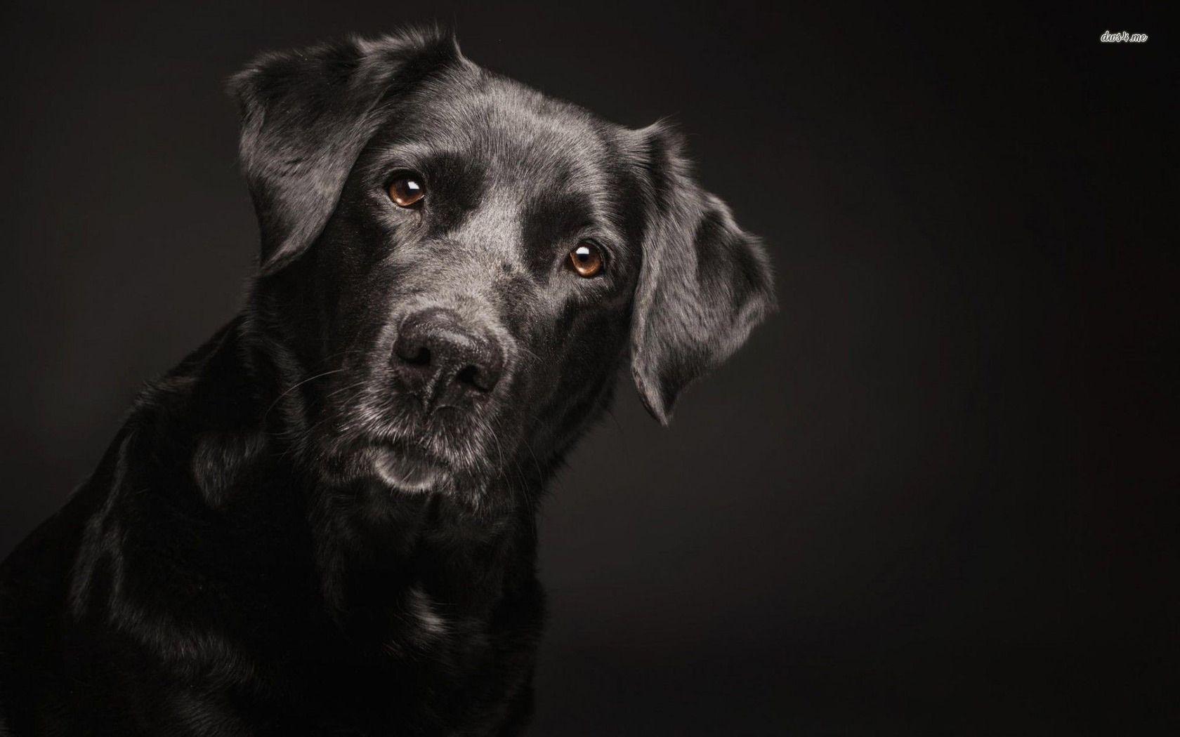 Black Dog HD Wallpapers - Wallpaper Cave