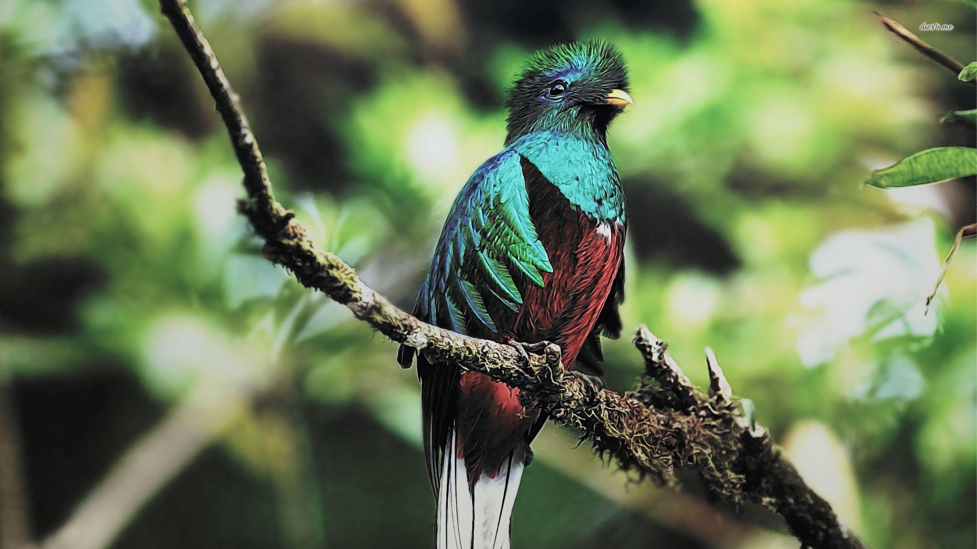 Quetzal Wallpapers - Wallpaper Cave