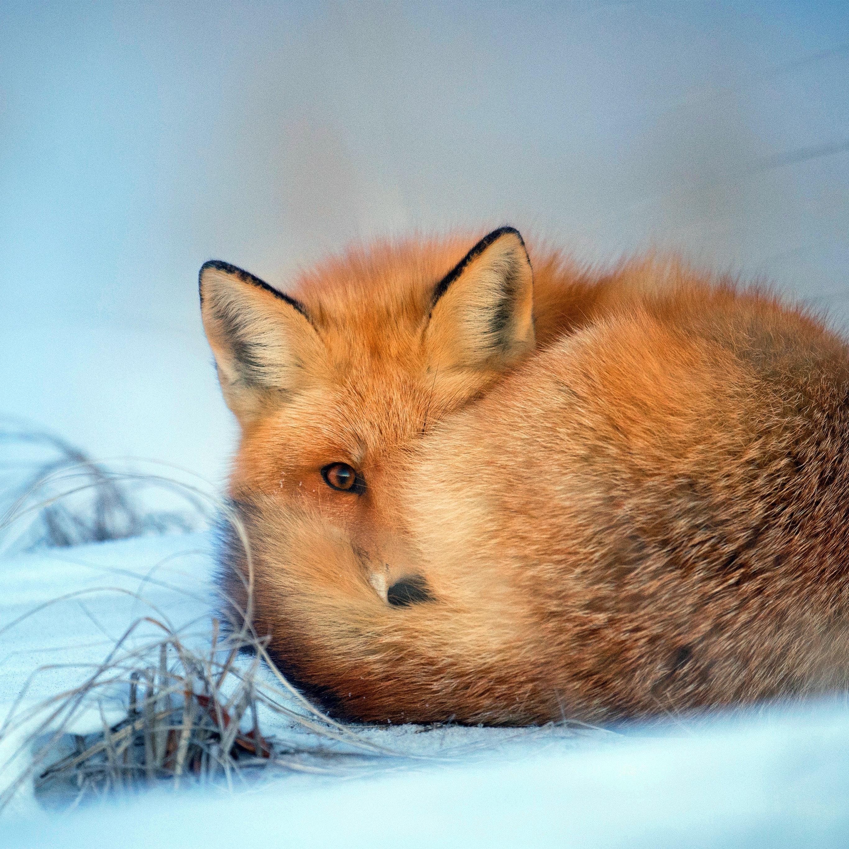 Fox And Butterfly Wallpapers - Wallpaper Cave