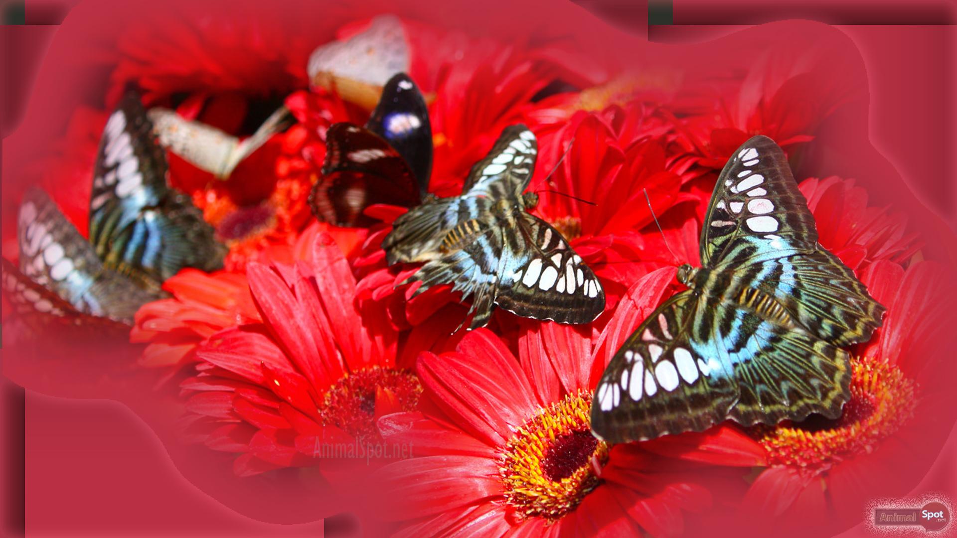 Fox And Butterfly Wallpapers - Wallpaper Cave