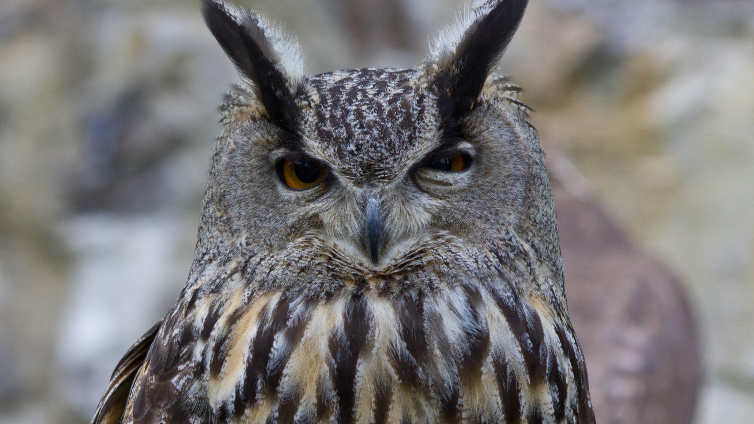 Sceptic Wallpapers - Wallpaper Cave