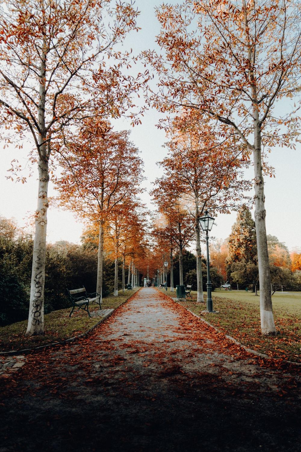 Autumn Avenue Wallpapers - Wallpaper Cave
