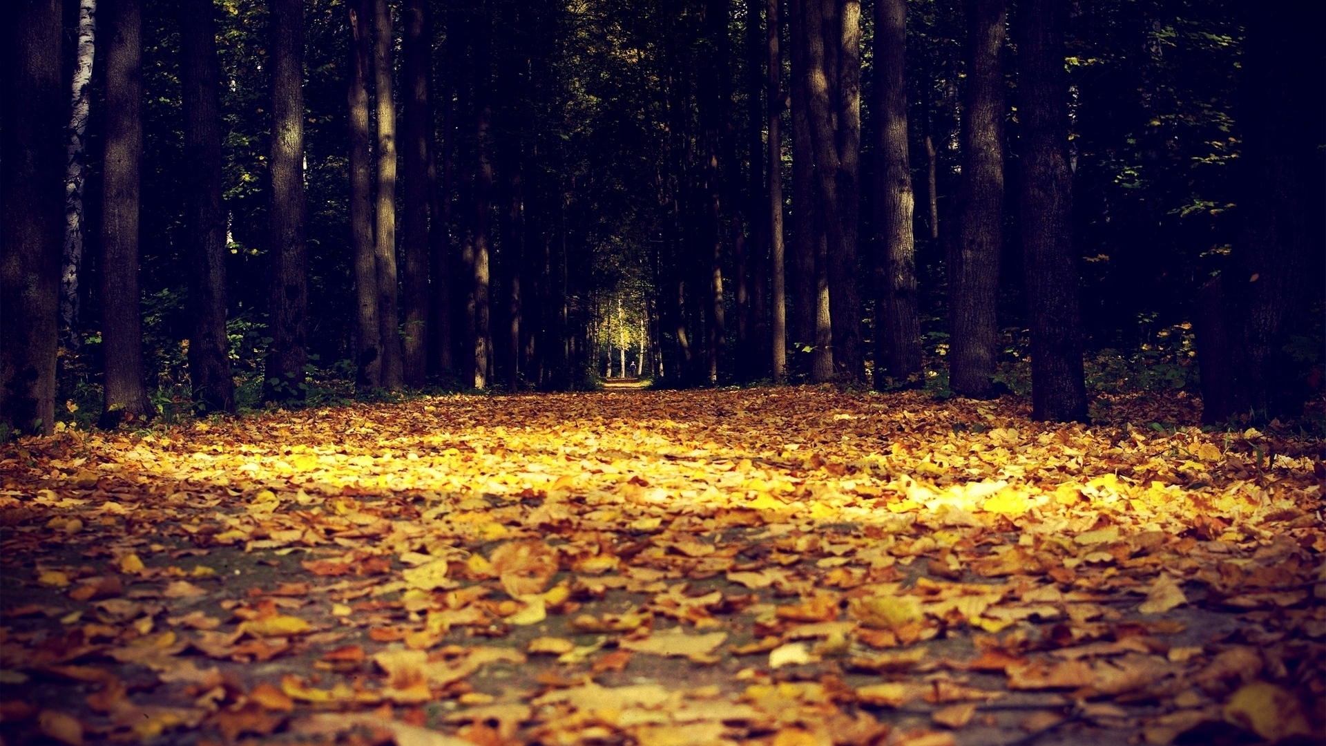 Autumn Avenue Wallpapers - Wallpaper Cave
