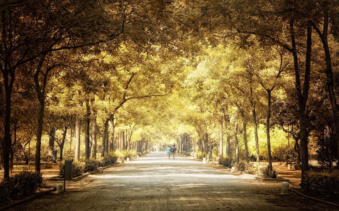 Autumn Avenue Wallpapers - Wallpaper Cave