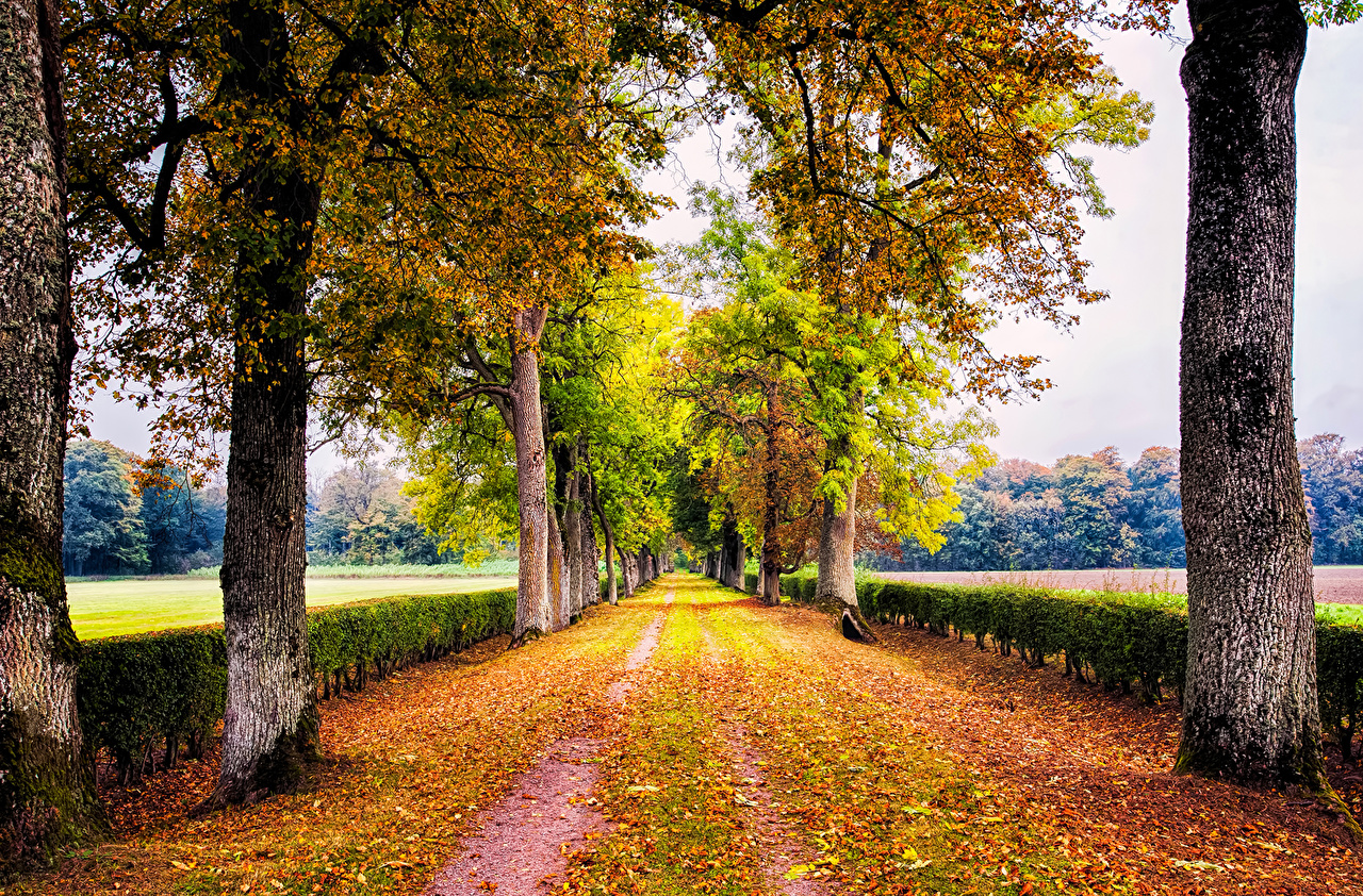 Autumn Avenue Wallpapers - Wallpaper Cave