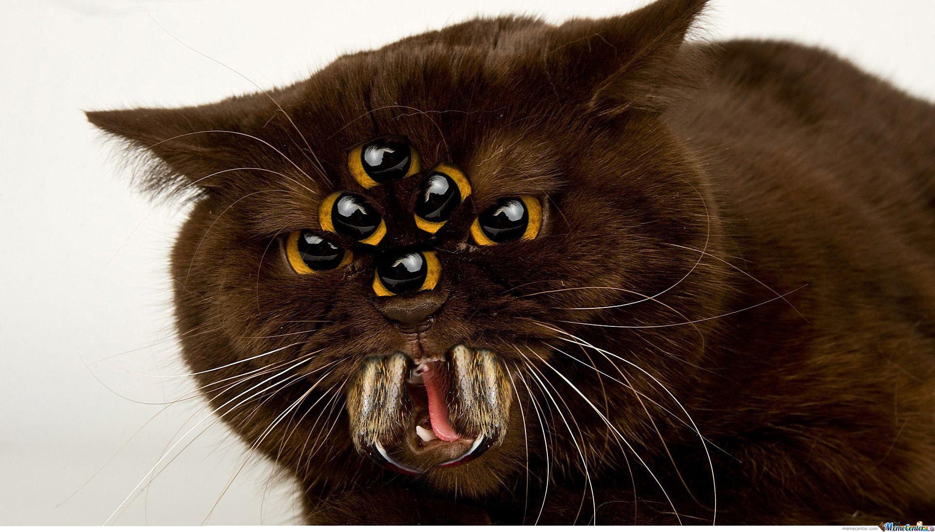 Scary Cats Wallpapers Wallpaper Cave