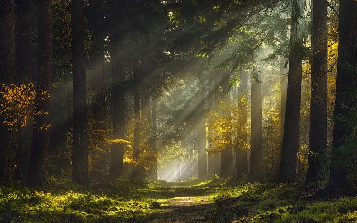Misty Morning Sunrays Wallpapers - Wallpaper Cave
