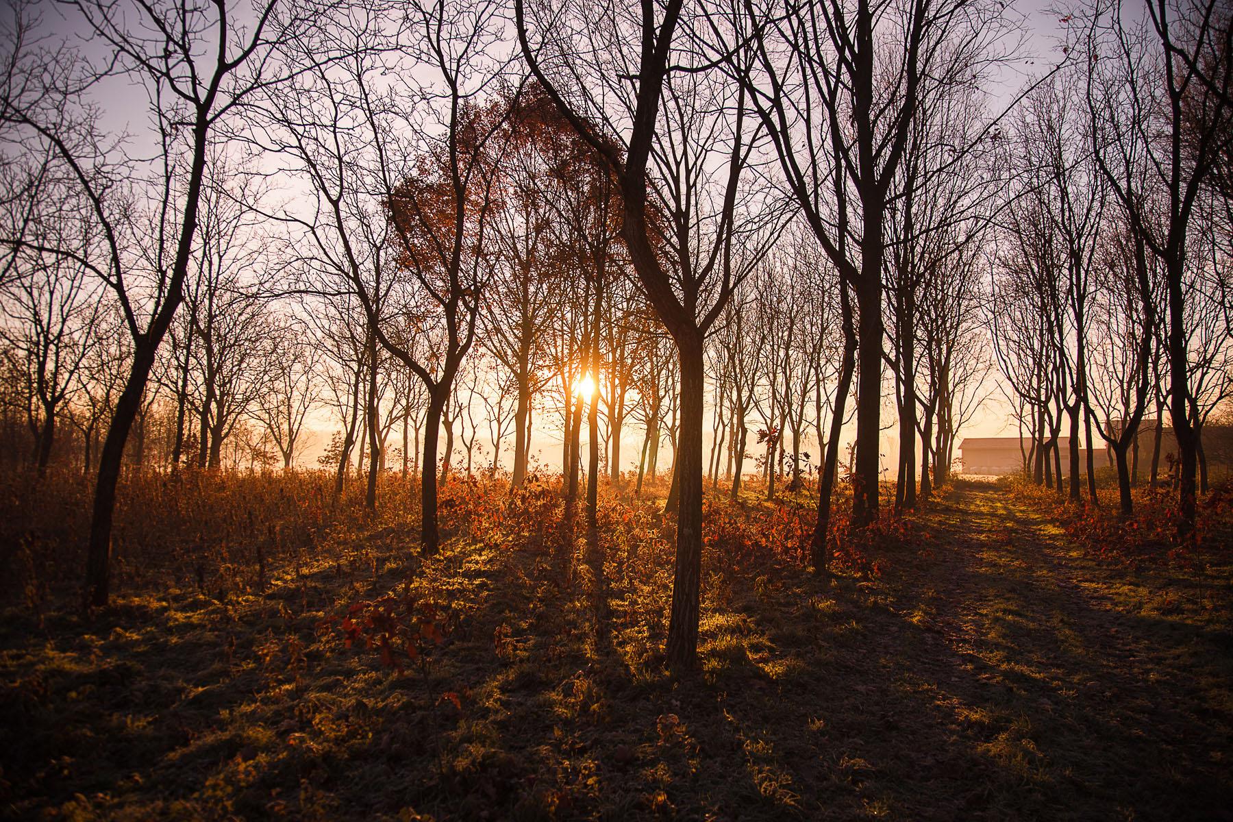 Sun Rays Shining Through Tree Wallpapers - Wallpaper Cave