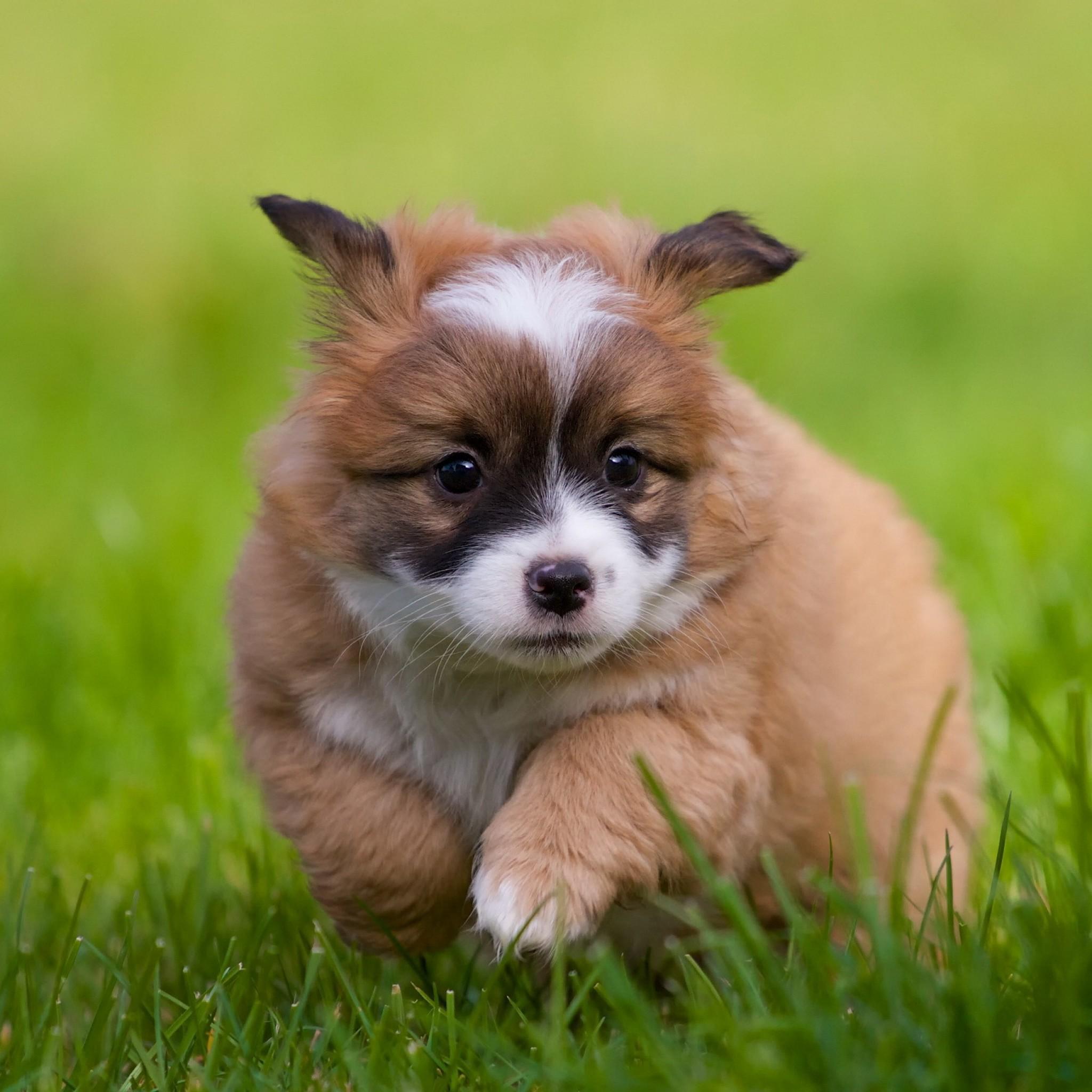 Canine Dogs Wallpapers - Wallpaper Cave