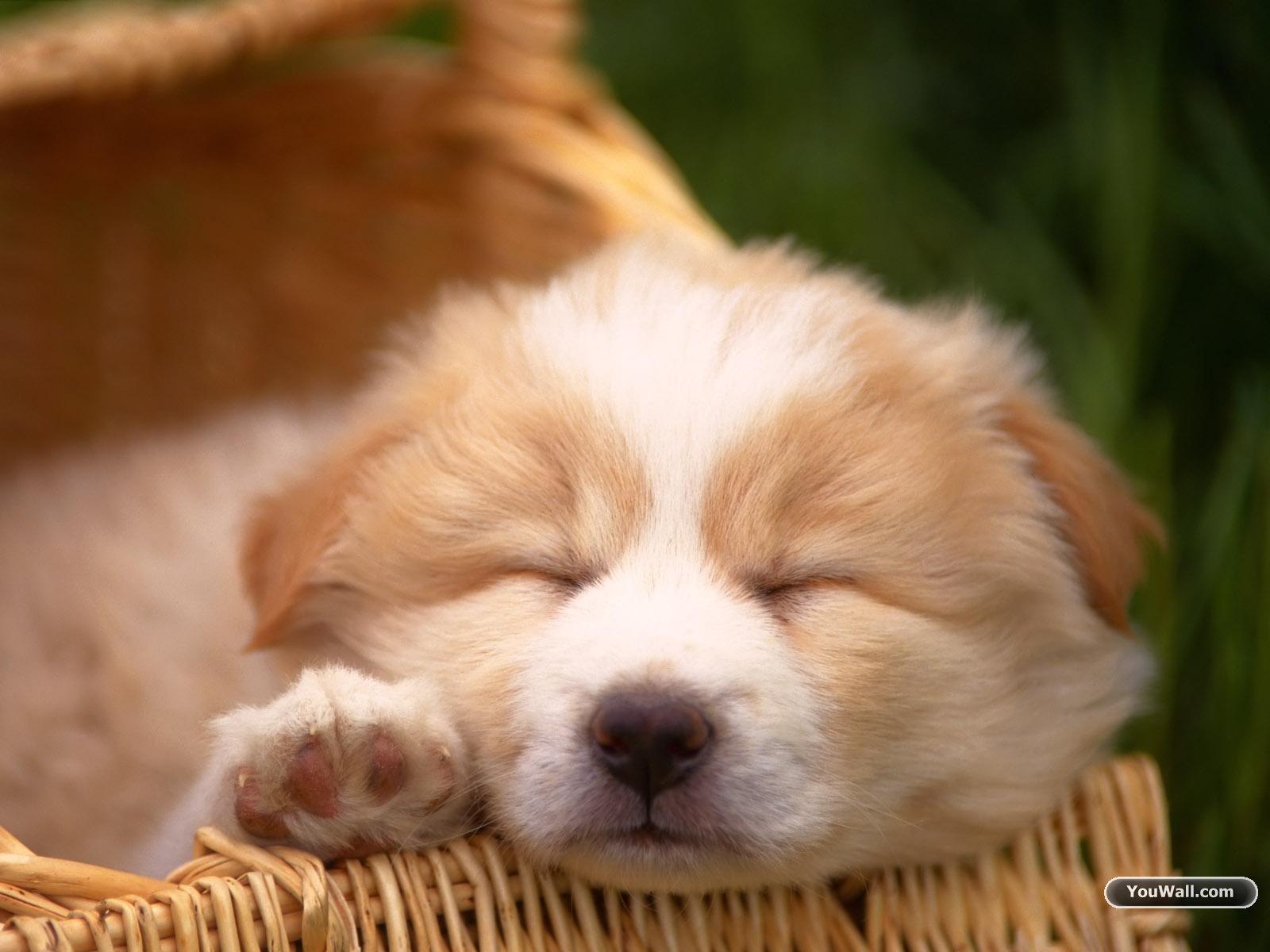 Adorable Dog Wallpapers - Wallpaper Cave