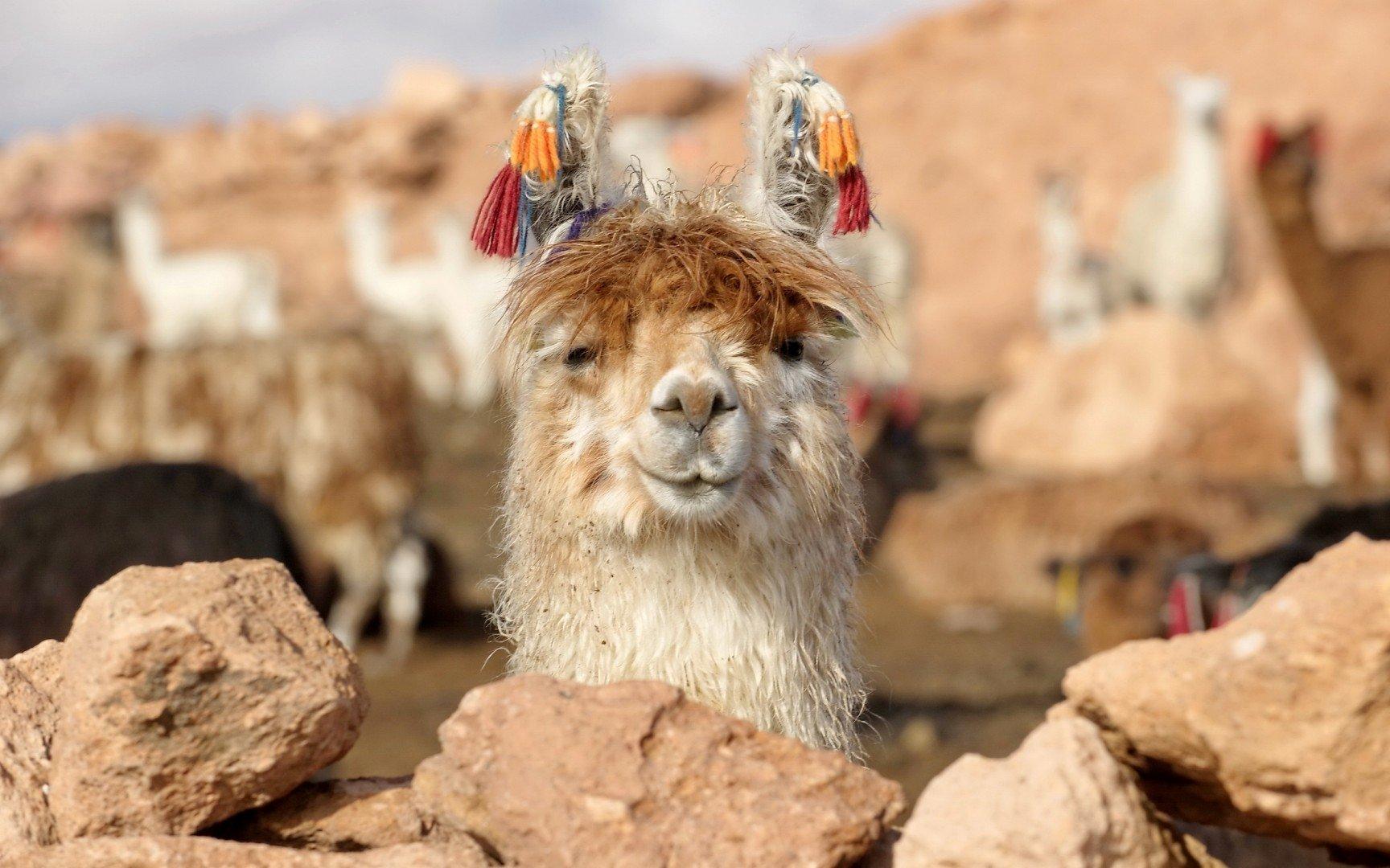Lamas Wallpapers - Wallpaper Cave