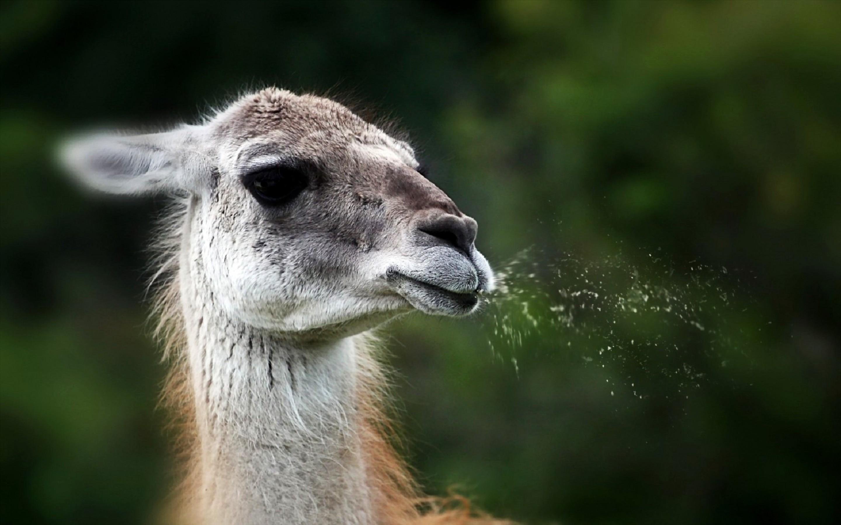 Lamas Wallpapers - Wallpaper Cave