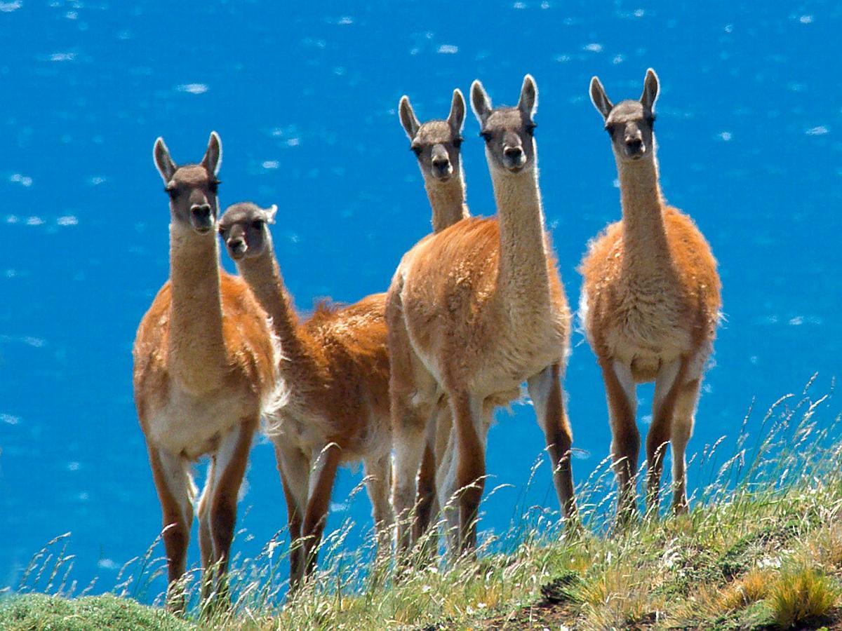 Lamas Wallpapers - Wallpaper Cave