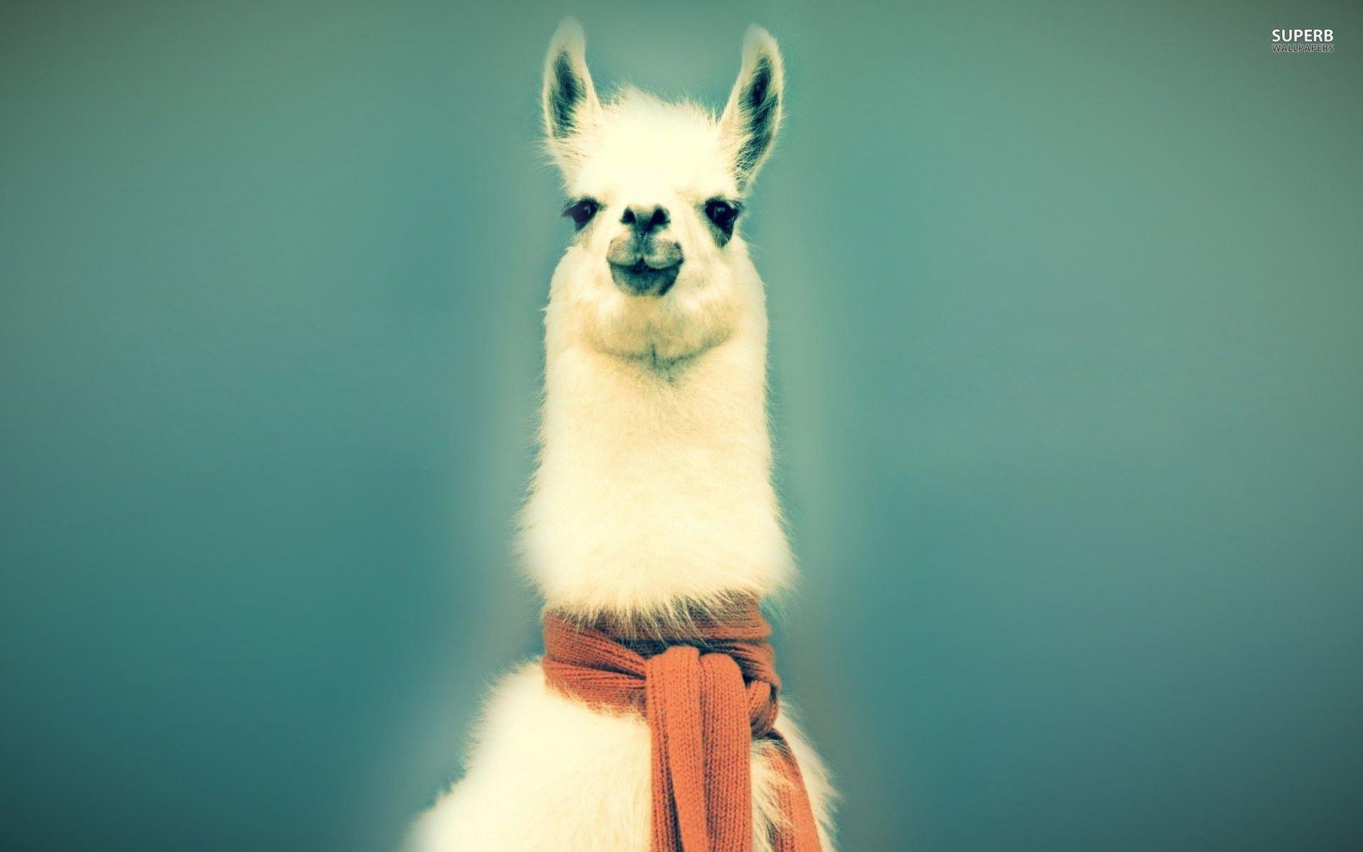 Lamas Wallpapers - Wallpaper Cave