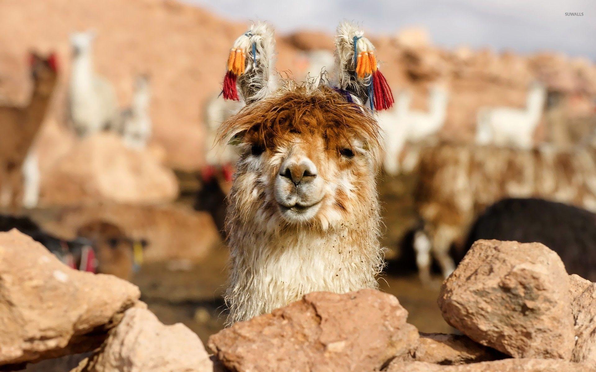 Lamas Wallpapers - Wallpaper Cave